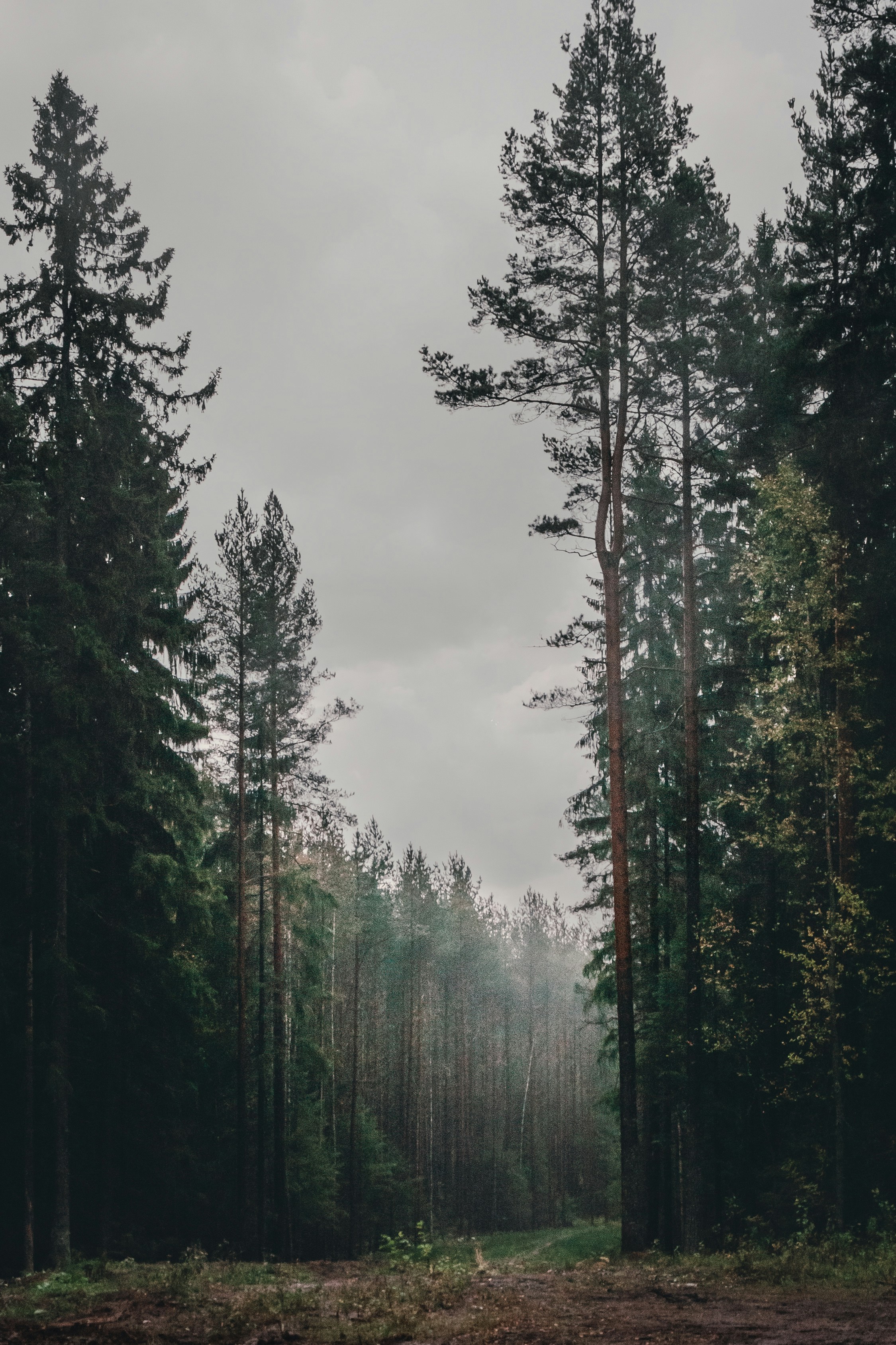 Dark Forest Background Tumblr