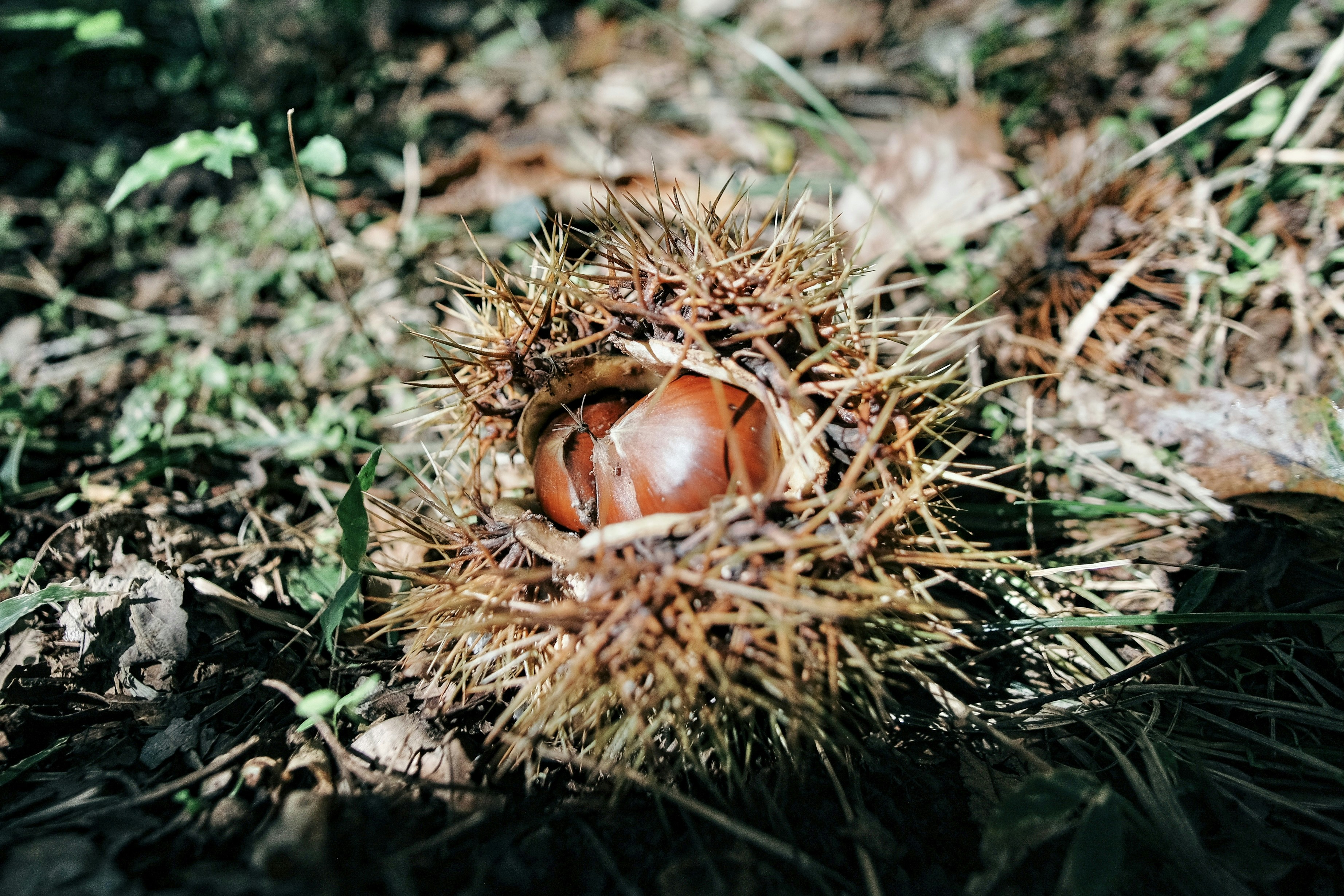 Chestnut in a Thorny Capsule: Close-Up of Autumn's Hidden Seed