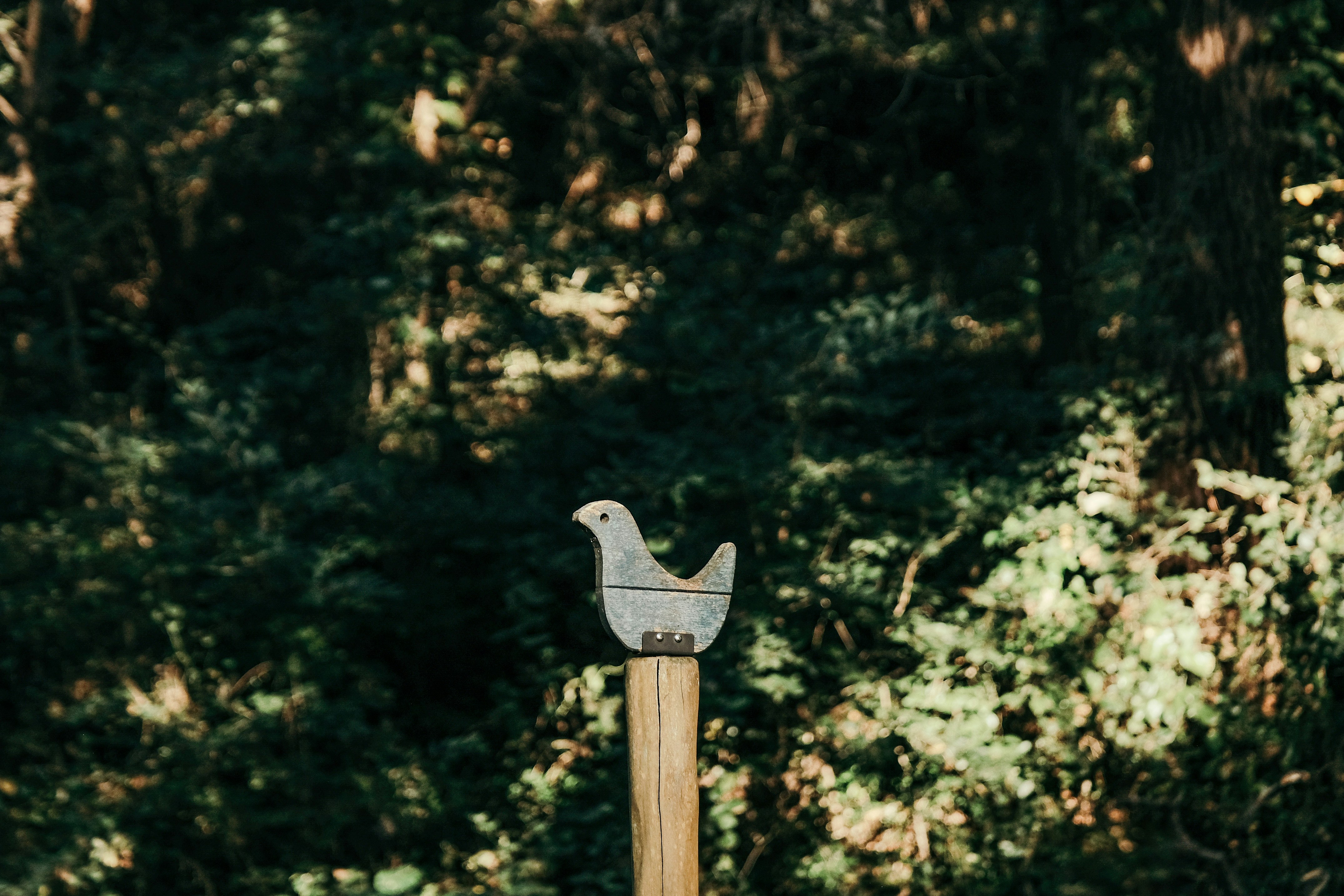 Sentinel Silhouette on a Weathered Post Amid Dappled Forest Light