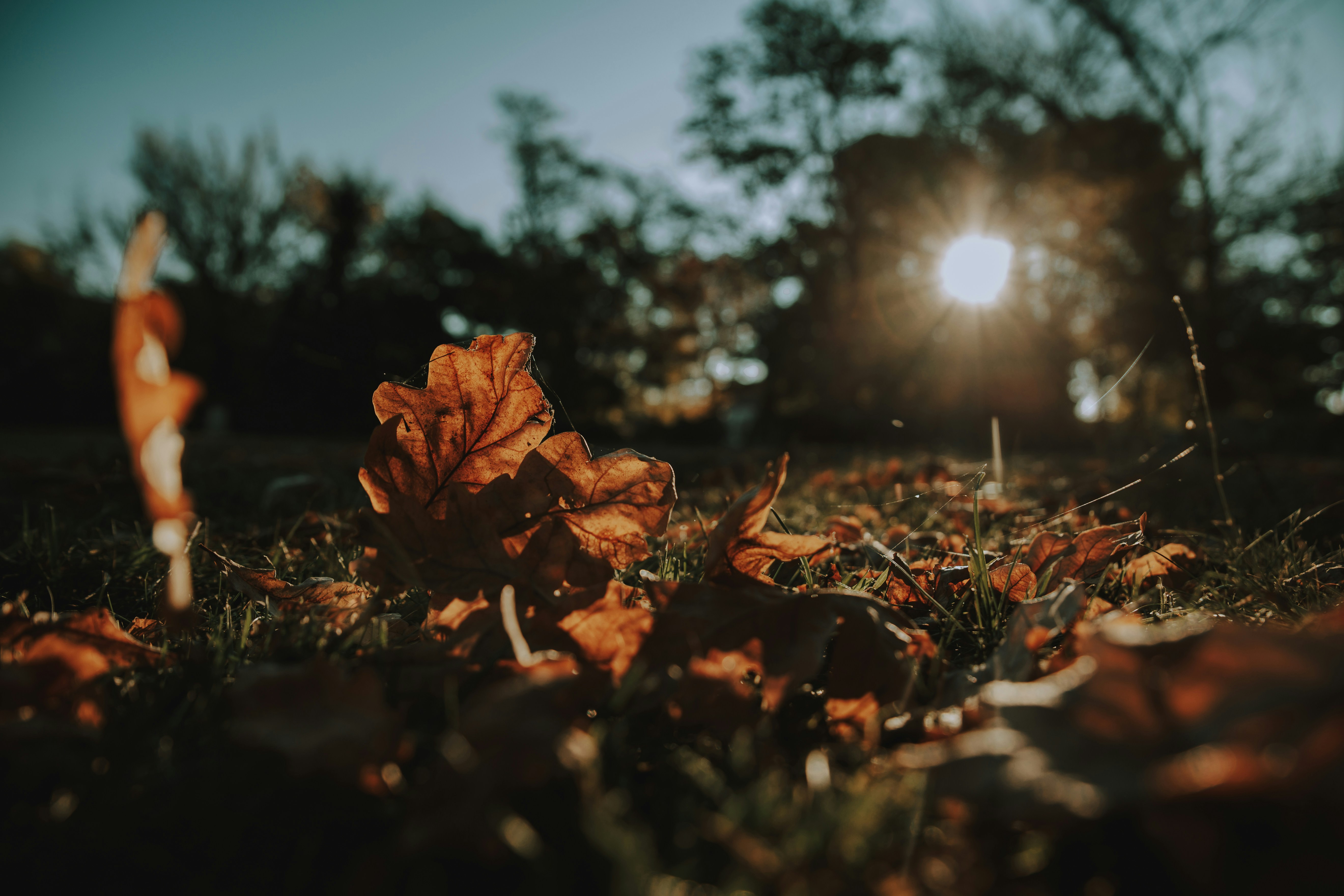 Low-angle Autumn Groundscape with Sunburst
