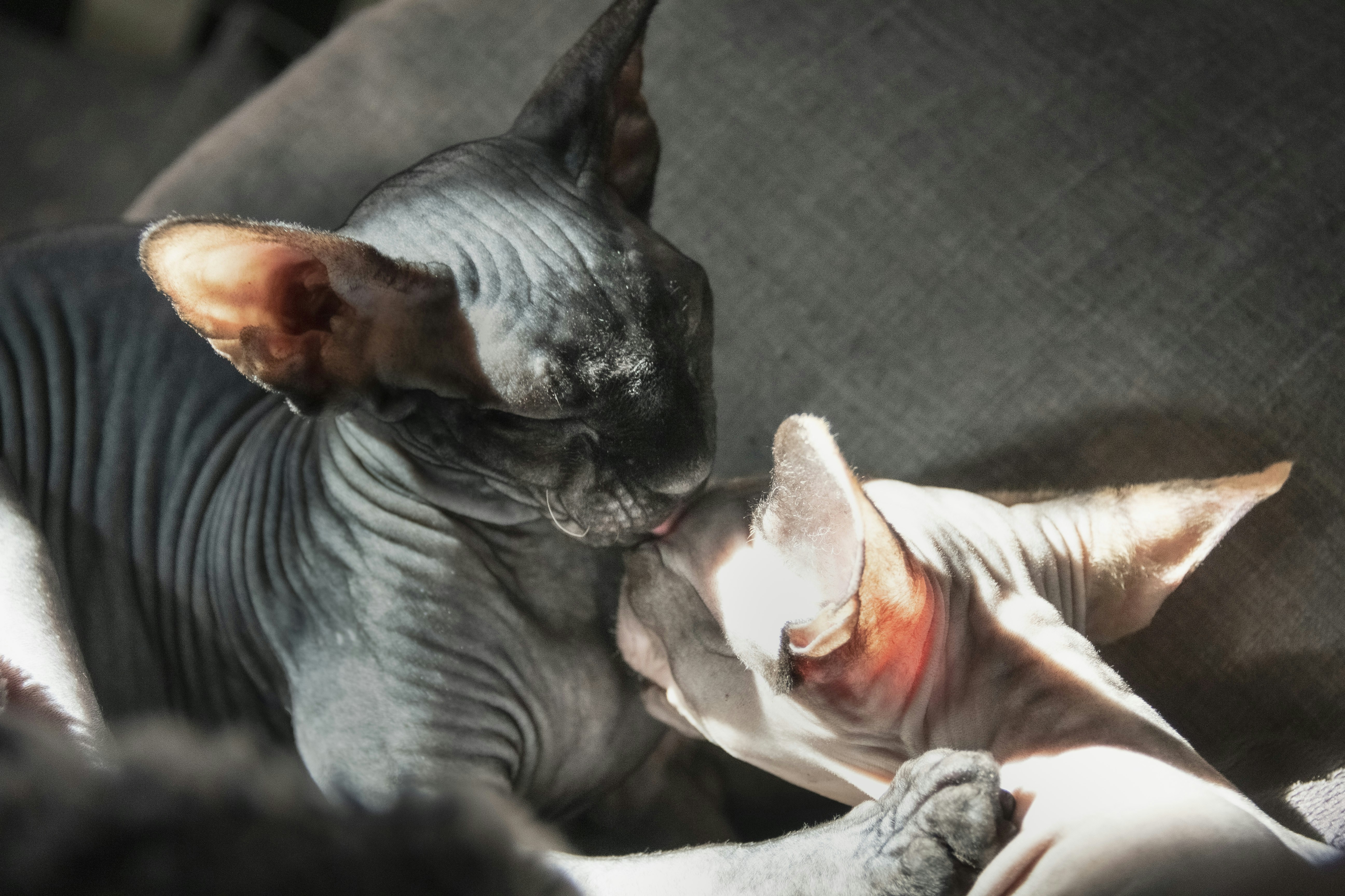 Quiet Nuzzle: Hairless Sphynx Duo Reposing on Velvet Couch
