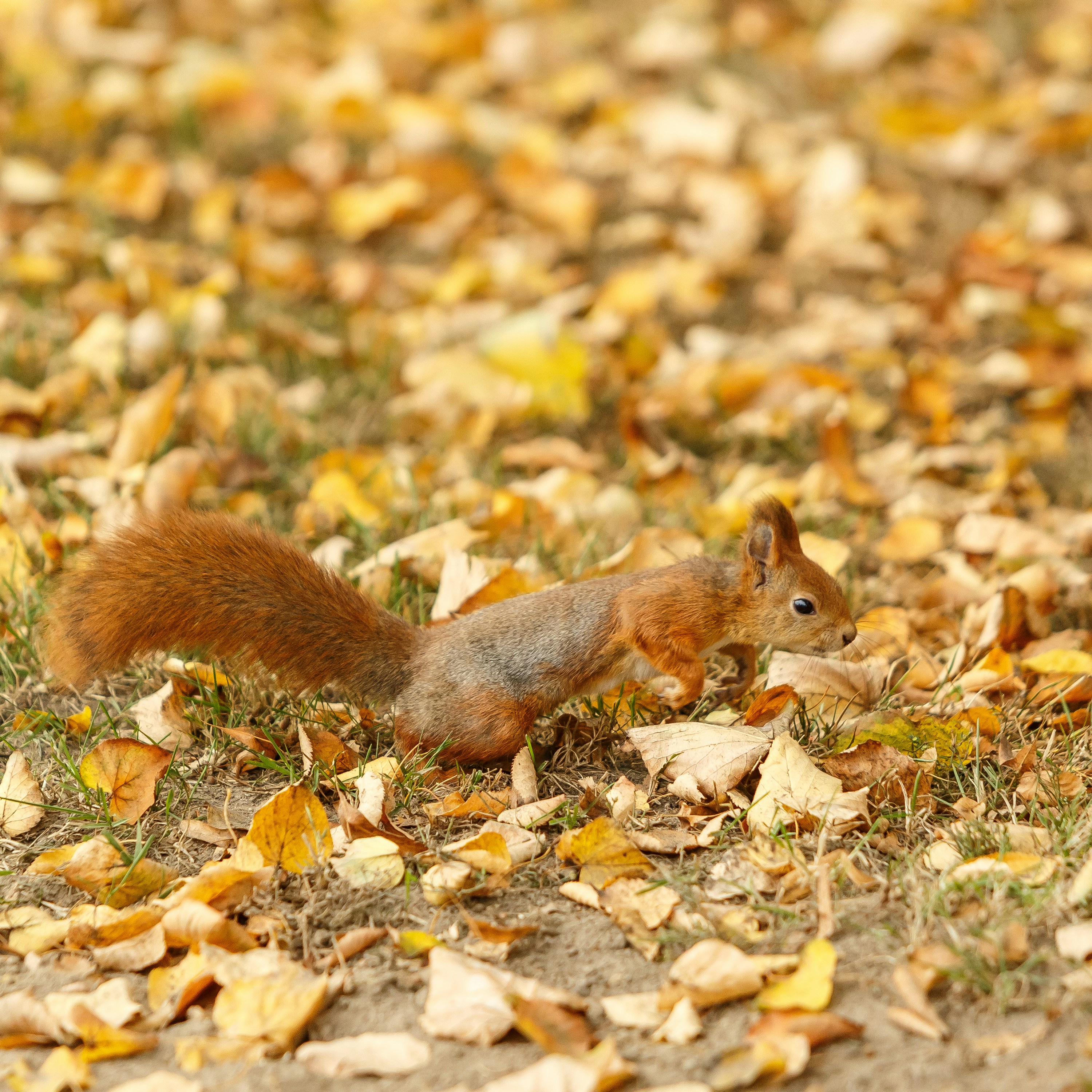 Foraging Red Squirrel Navigates a Golden Leaf CarpetEugene Krasnaok