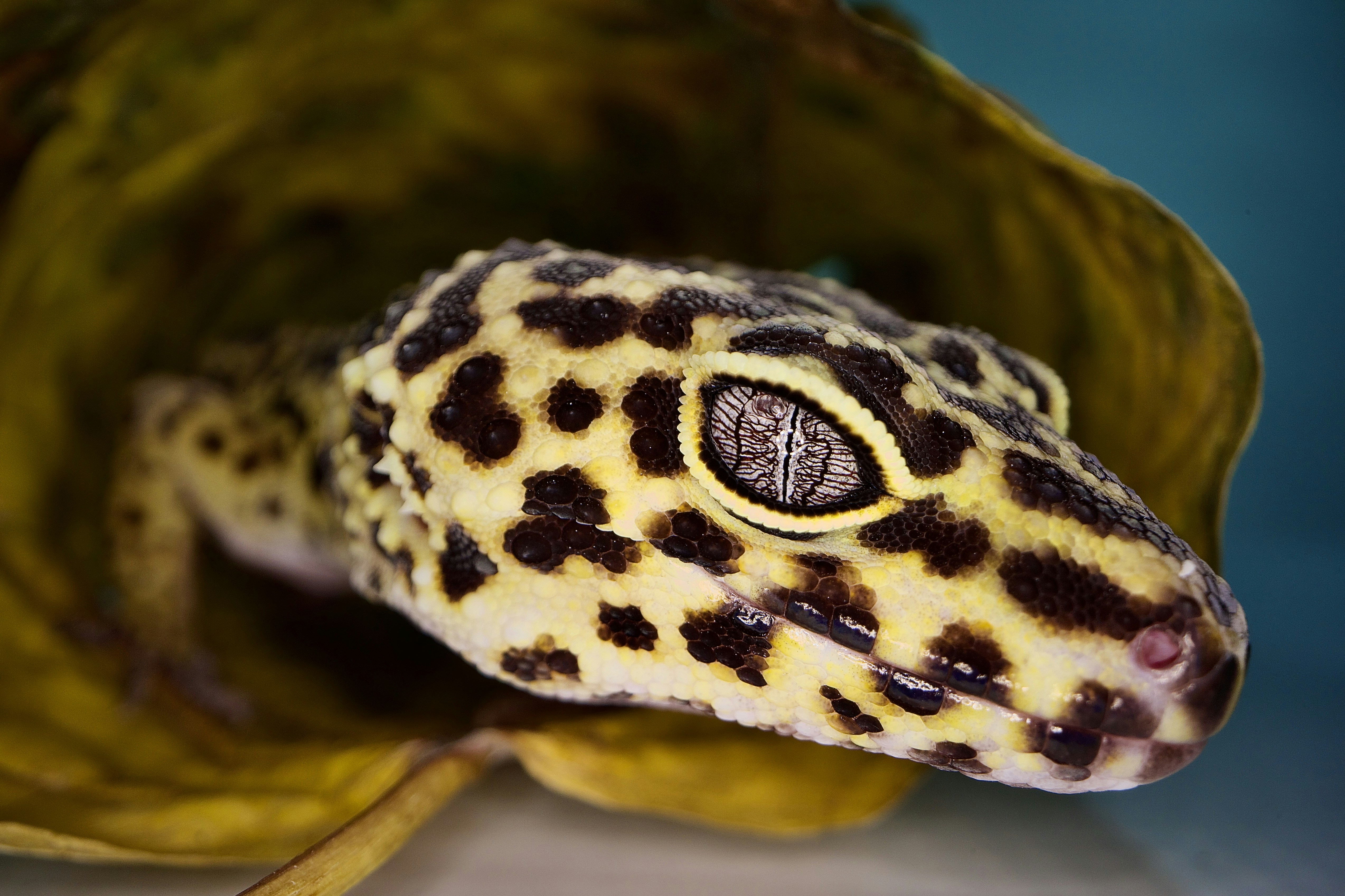 Leopard Gecko Teeth