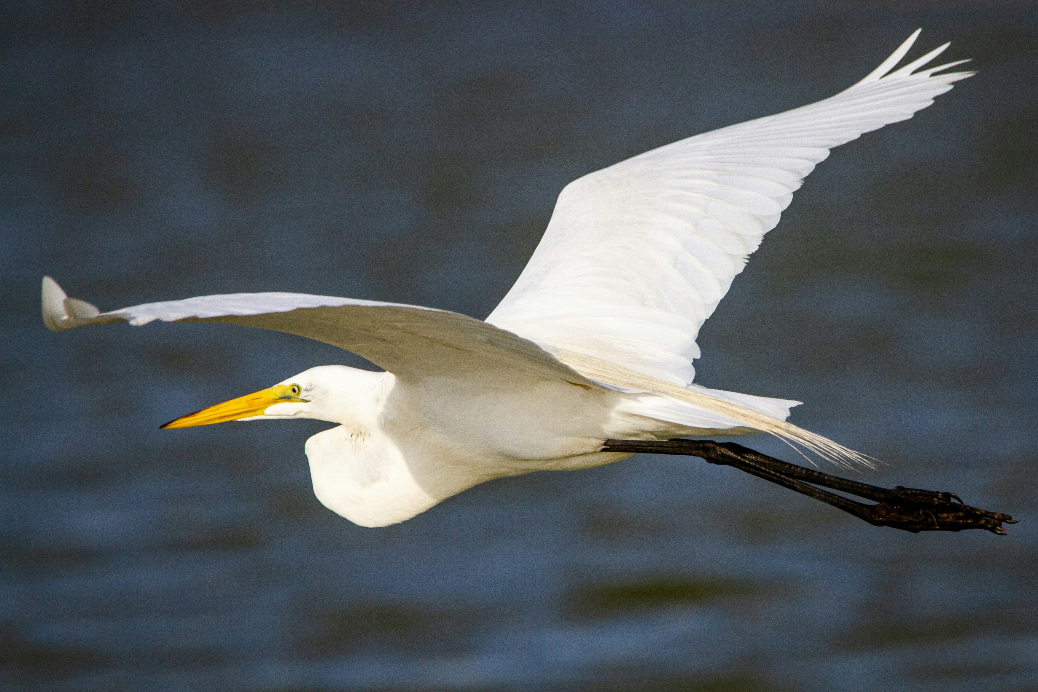 A white bird flying over a body of water photo – Free Indian point ...