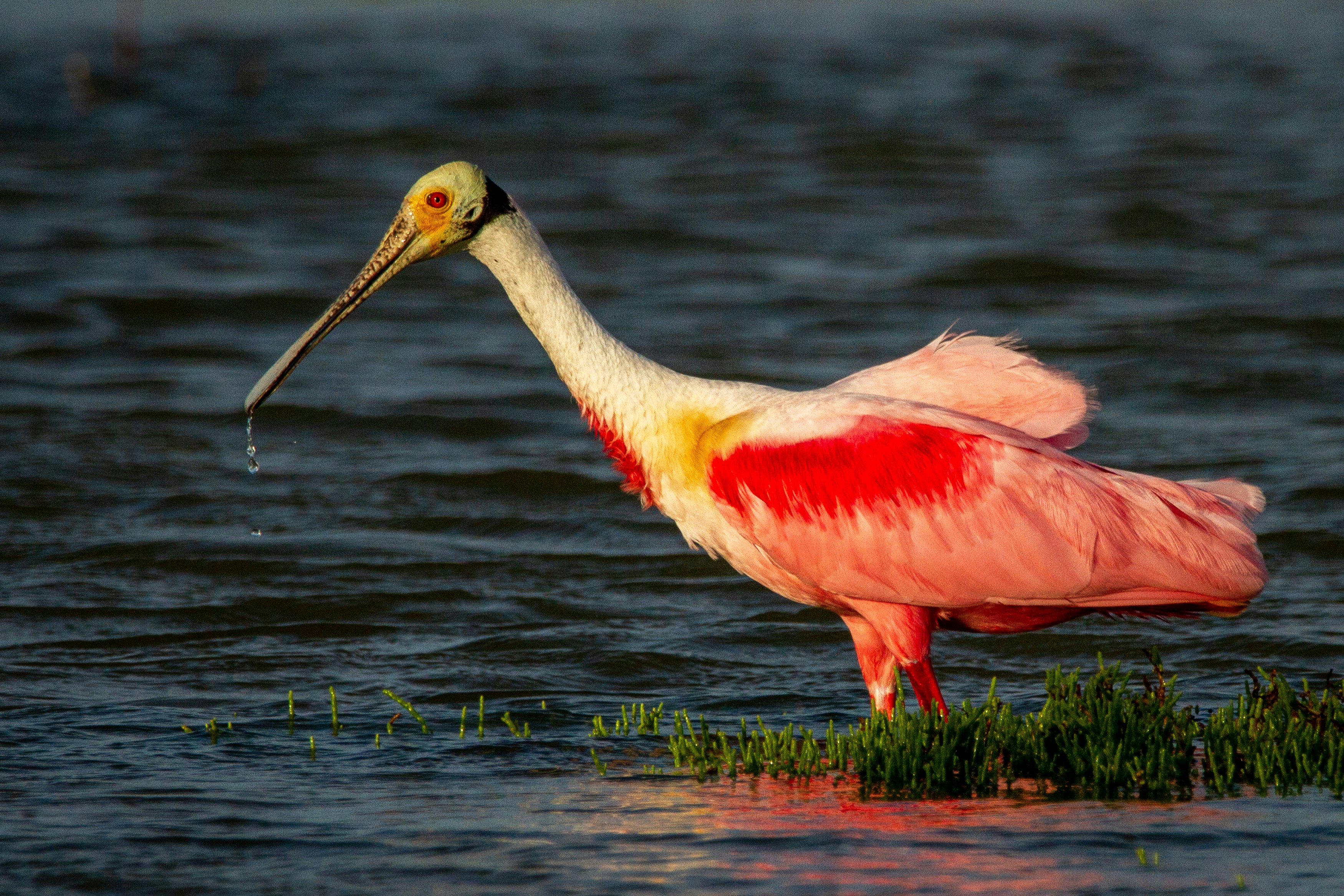 Roseate spoonbill wading through shallow waters, wings partially open and sunlight casting a warm glow.
