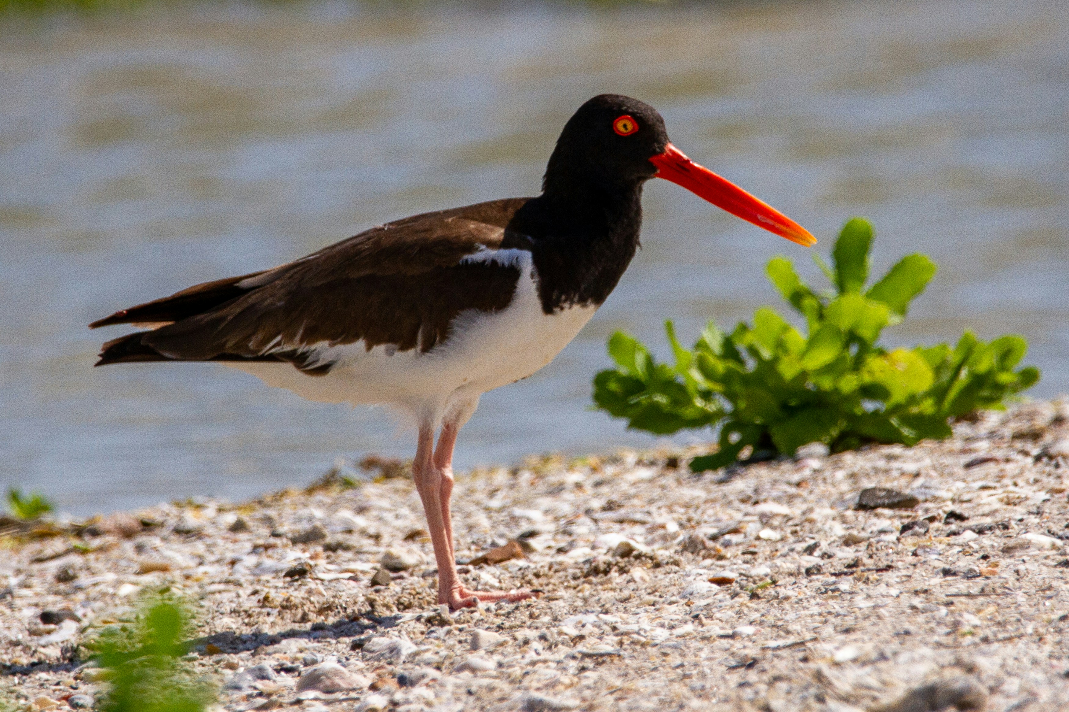 Black and white bird with a long orange beak standing on a rocky shore near green foliage.