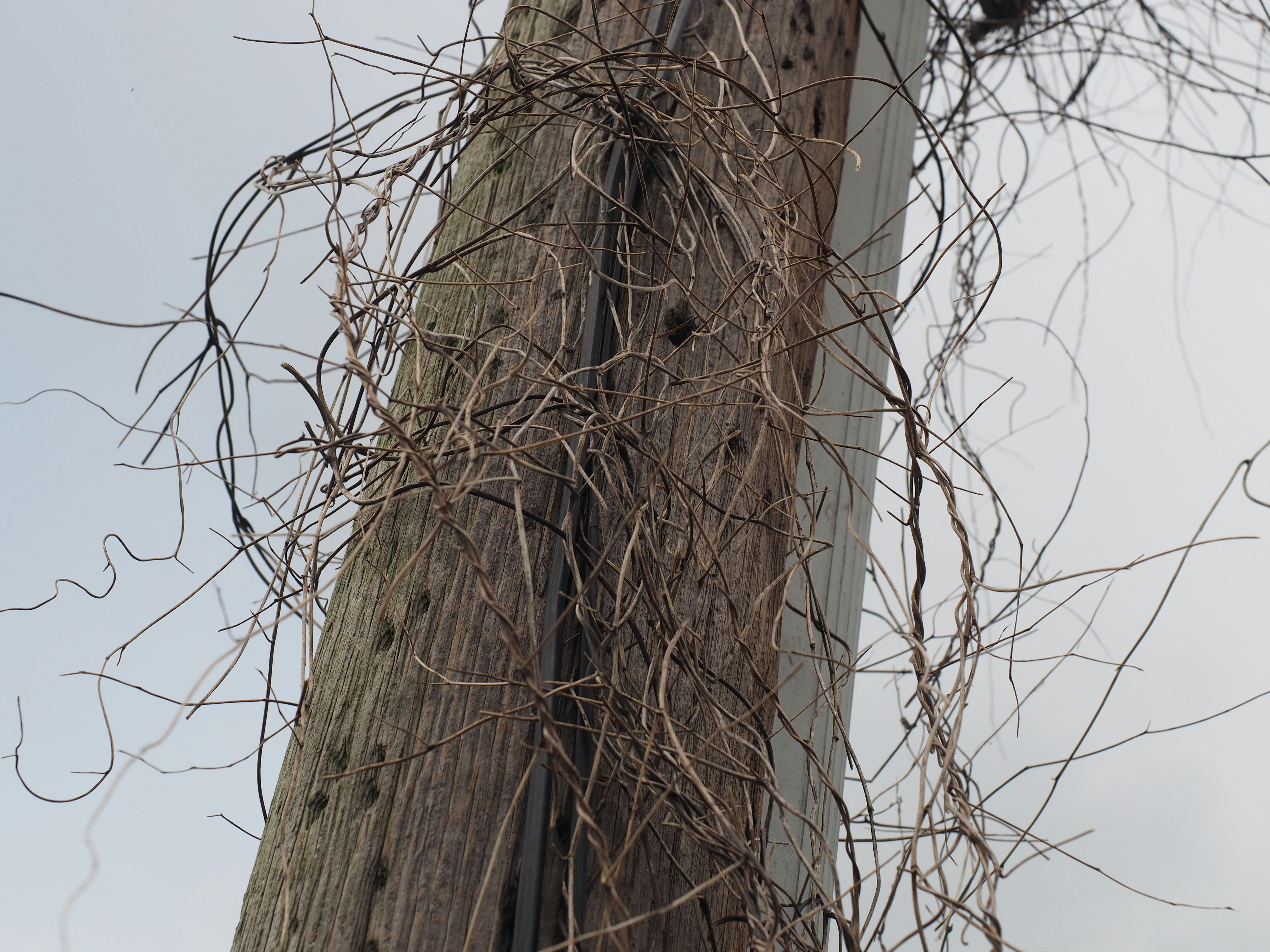 Entwined Vines on a Weathered Pole