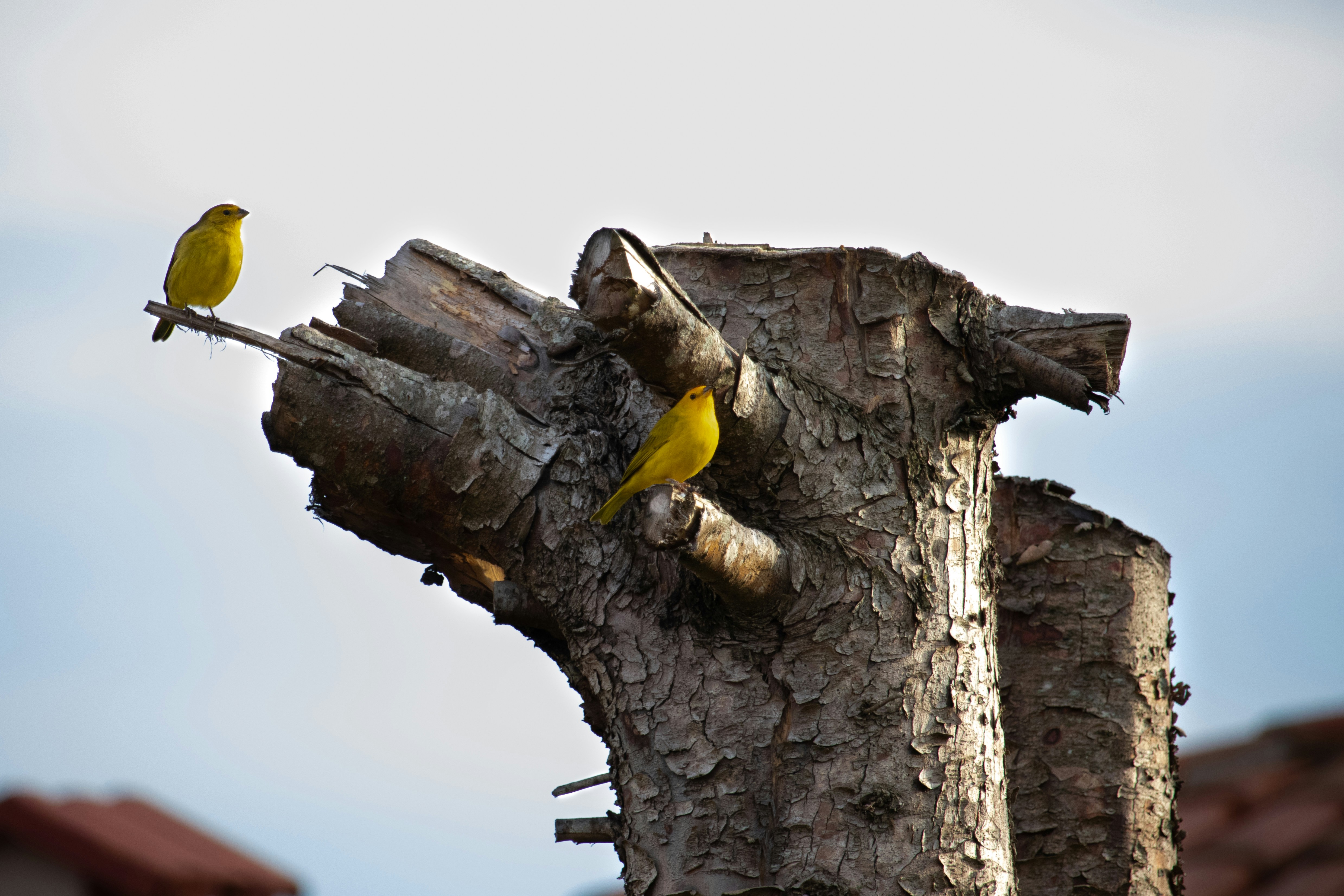 Perched in Sunlight: Two Yellow Warblers on a Weathered Trunk