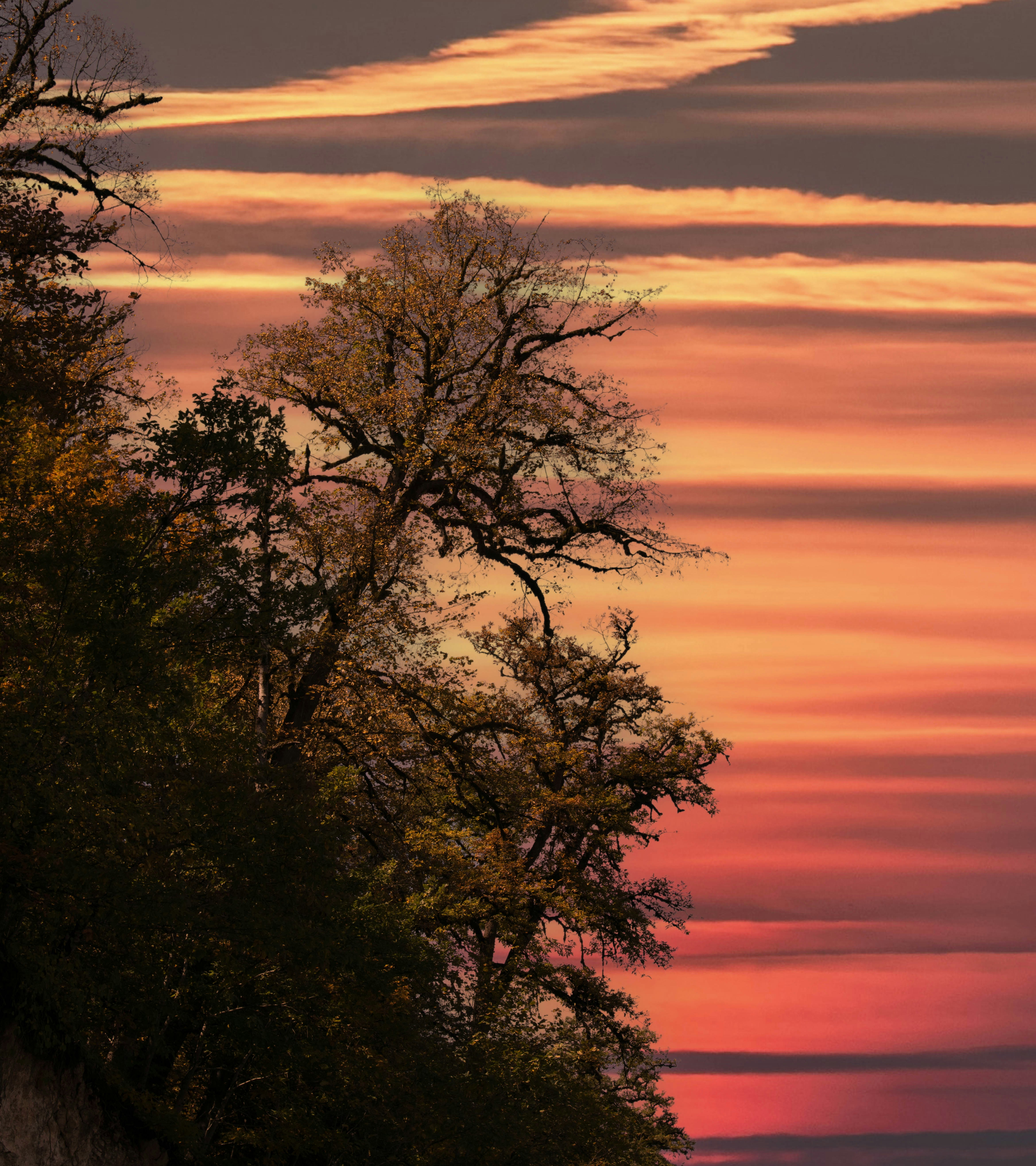 Quelques arbres qui sont à côté d’une colline photo – Photo Forêt d ...