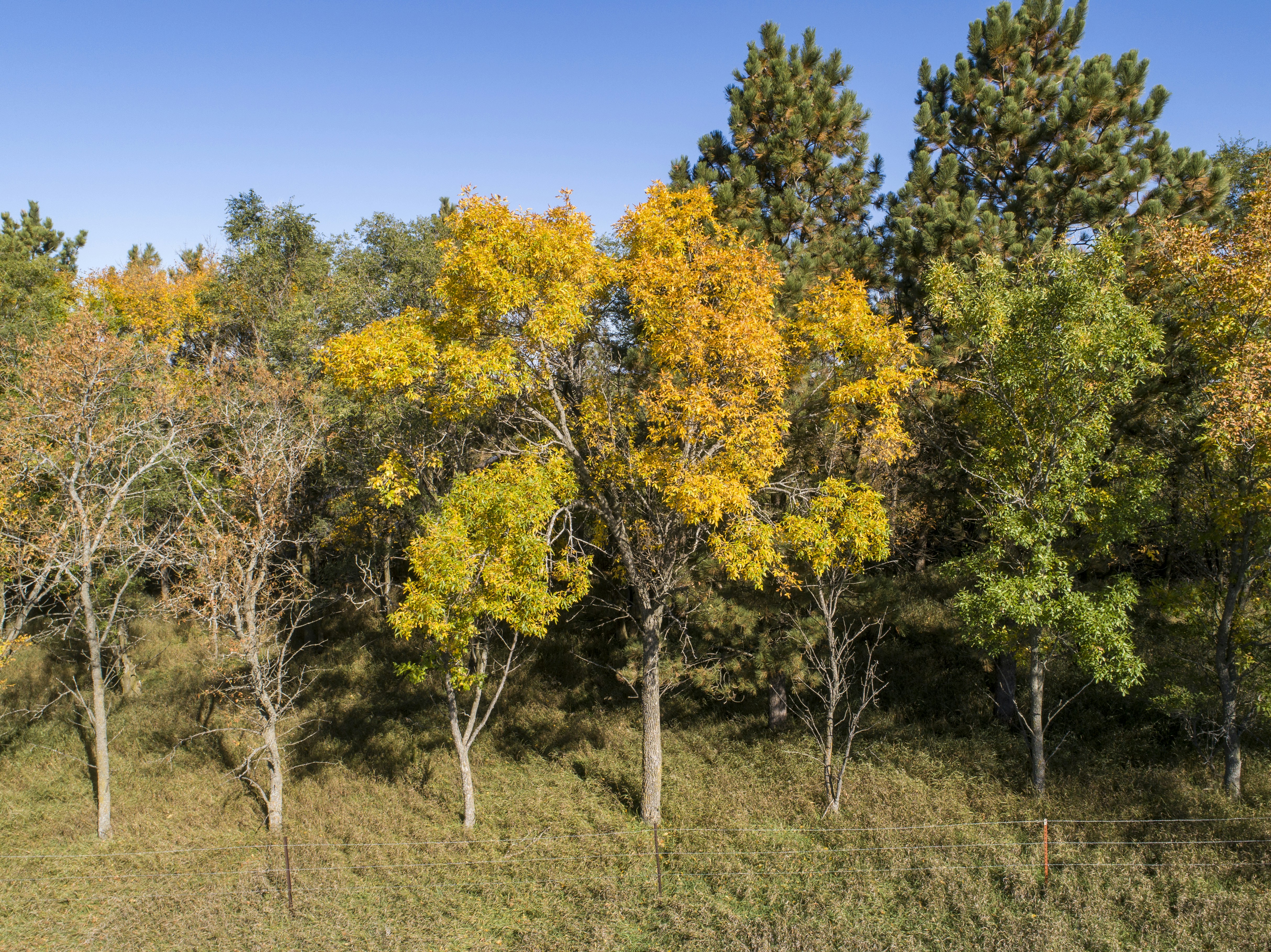 Autumn Canopy Under a Clear Blue Sky