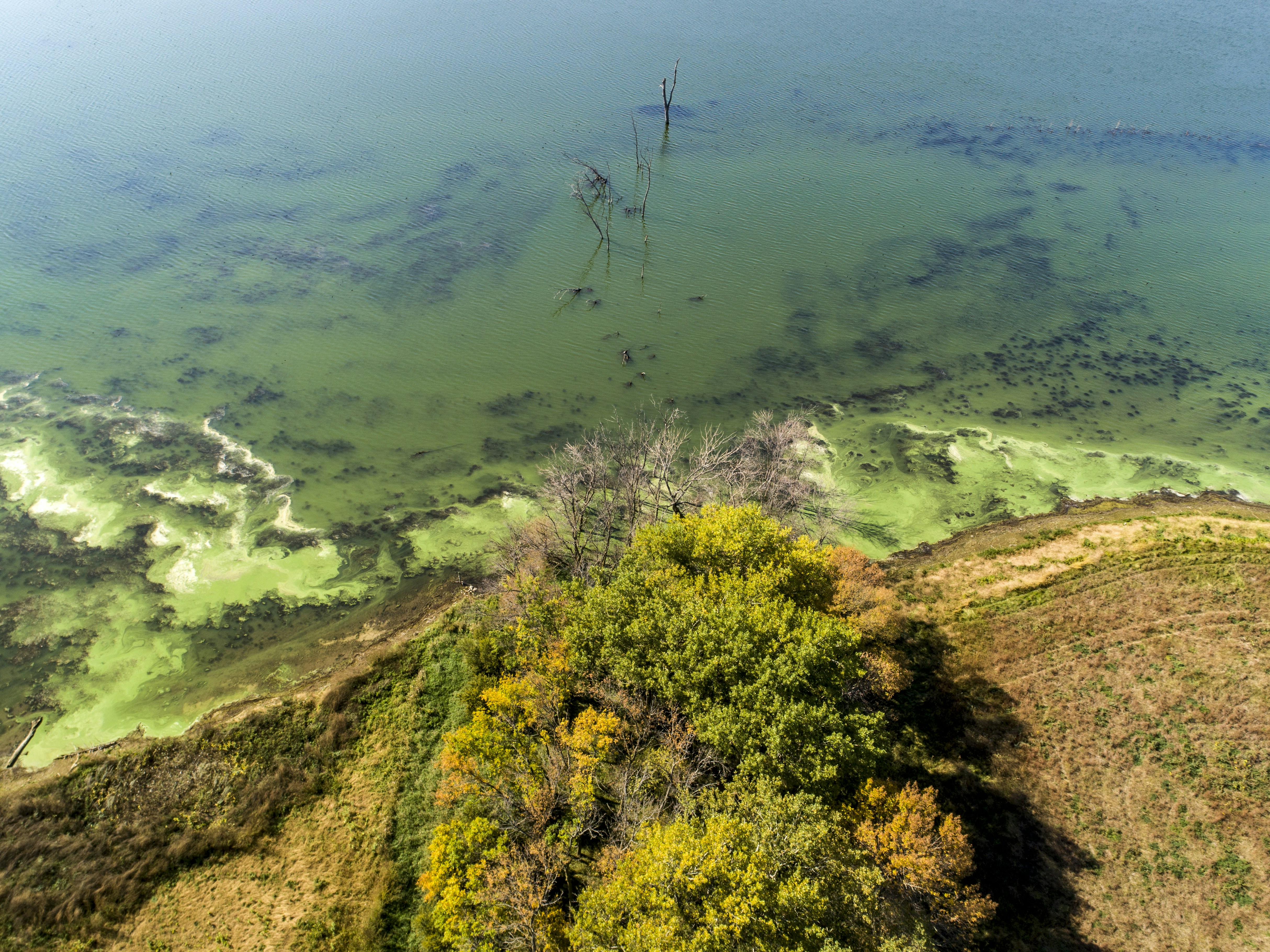 Aerial view of a lush green landscape meeting a vibrant blue water body, showcasing diverse textures and hues. The scene captures the intricate interplay between land and water.