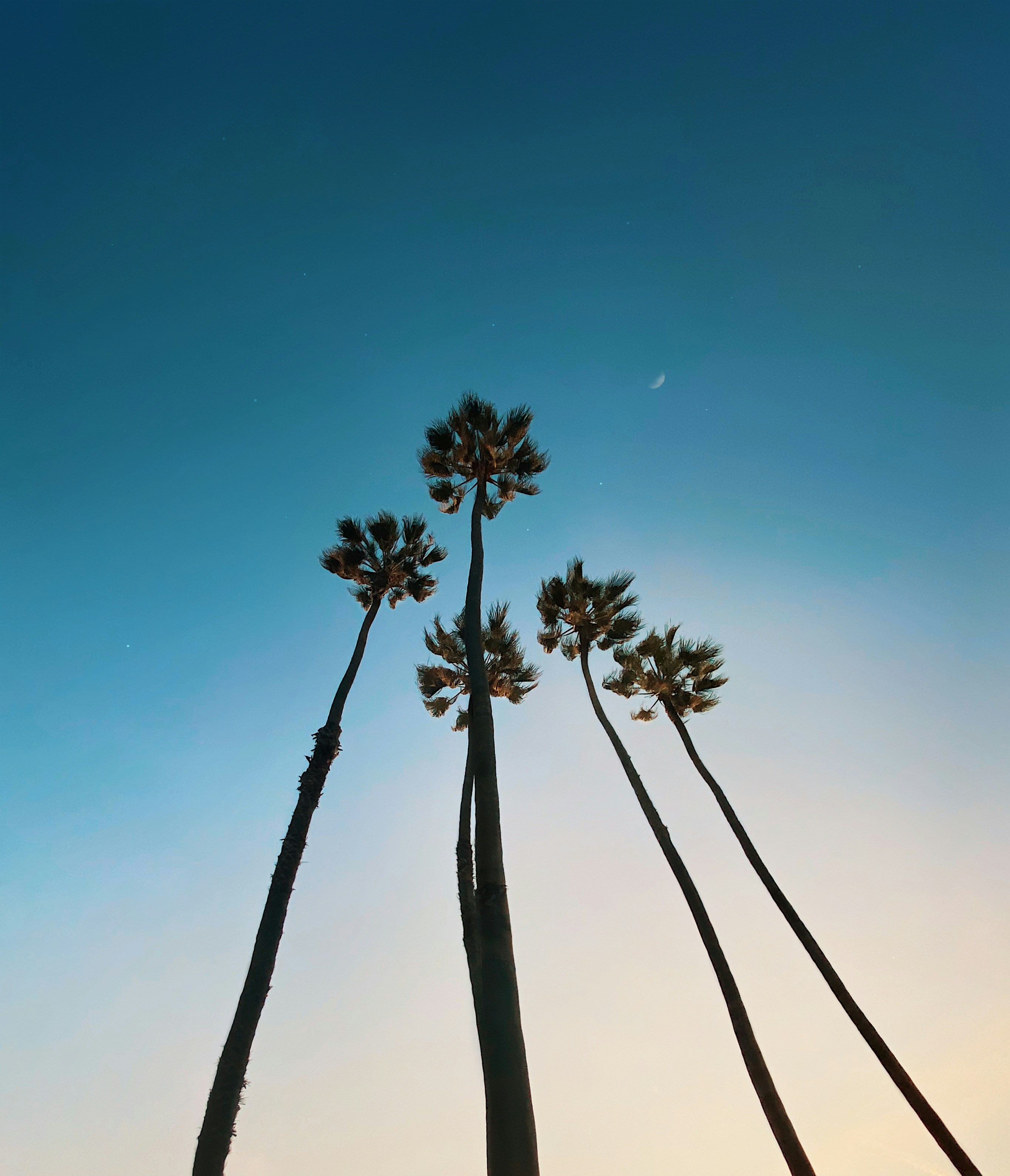 Tall palm trees stretch toward a gradient sky at dusk, creating a striking silhouette. The subtle crescent moon adds a touch of serenity.