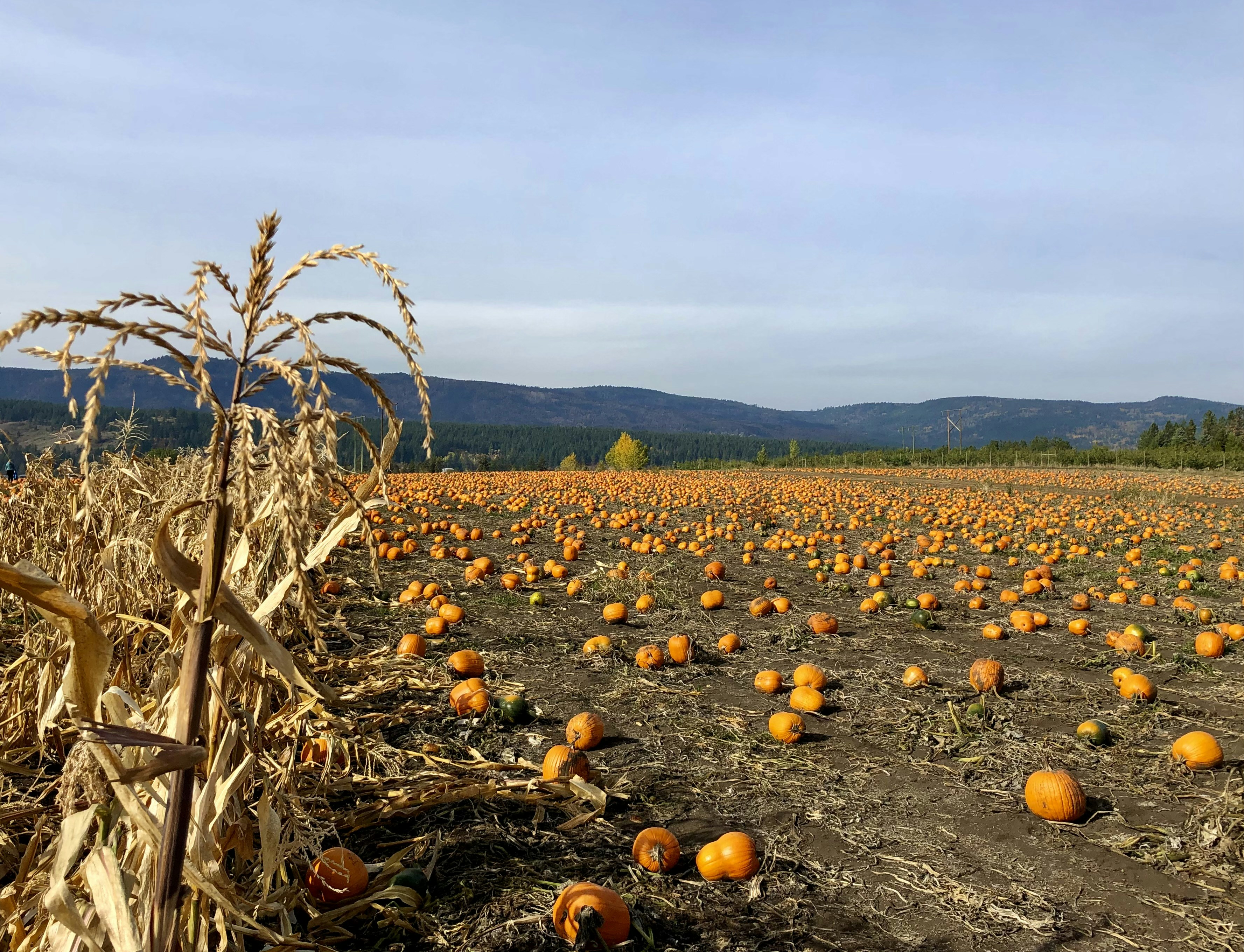 Vast pumpkin field dotted with ripe pumpkins under a clear sky, framed by dried corn stalks. A scene celebrating the bounty of fall.