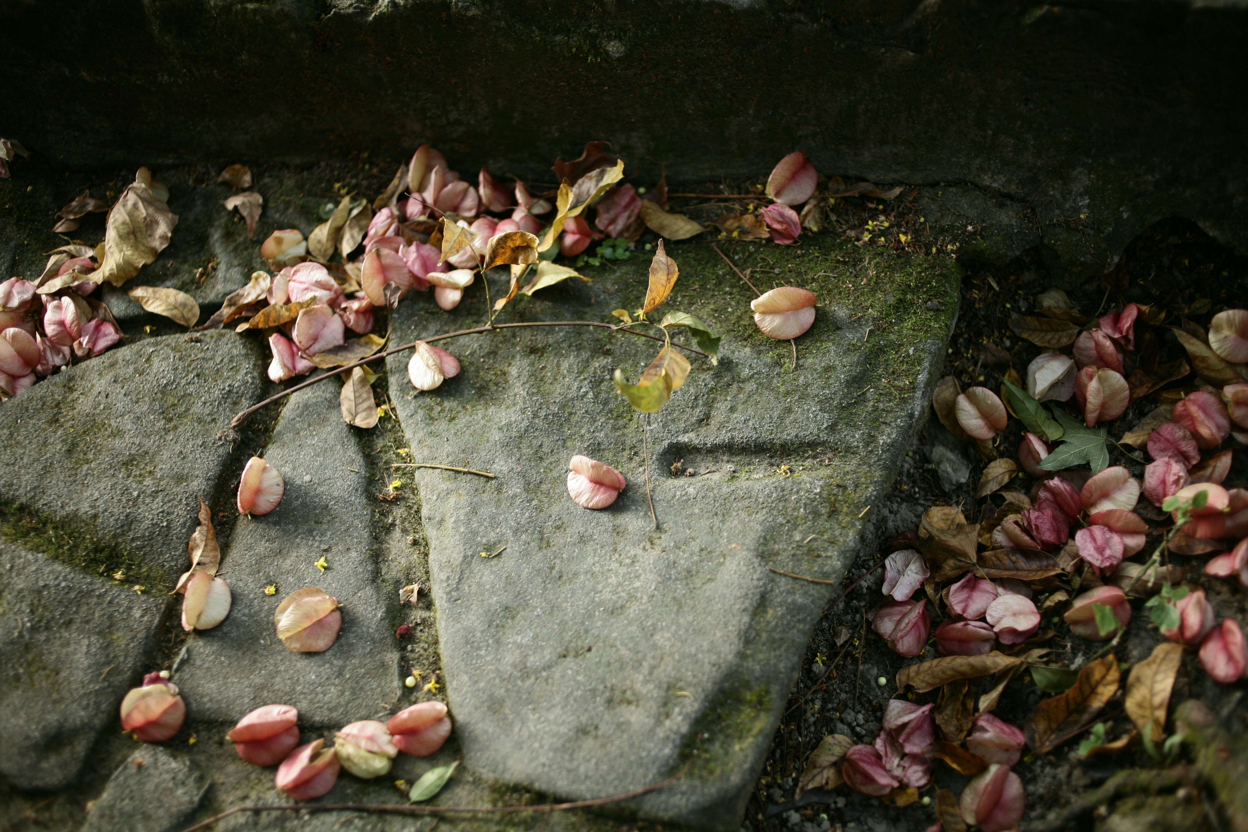 Scattered pink petals and dried leaves adorn a weathered stone surface, evoking a sense of tranquility and natural beauty.