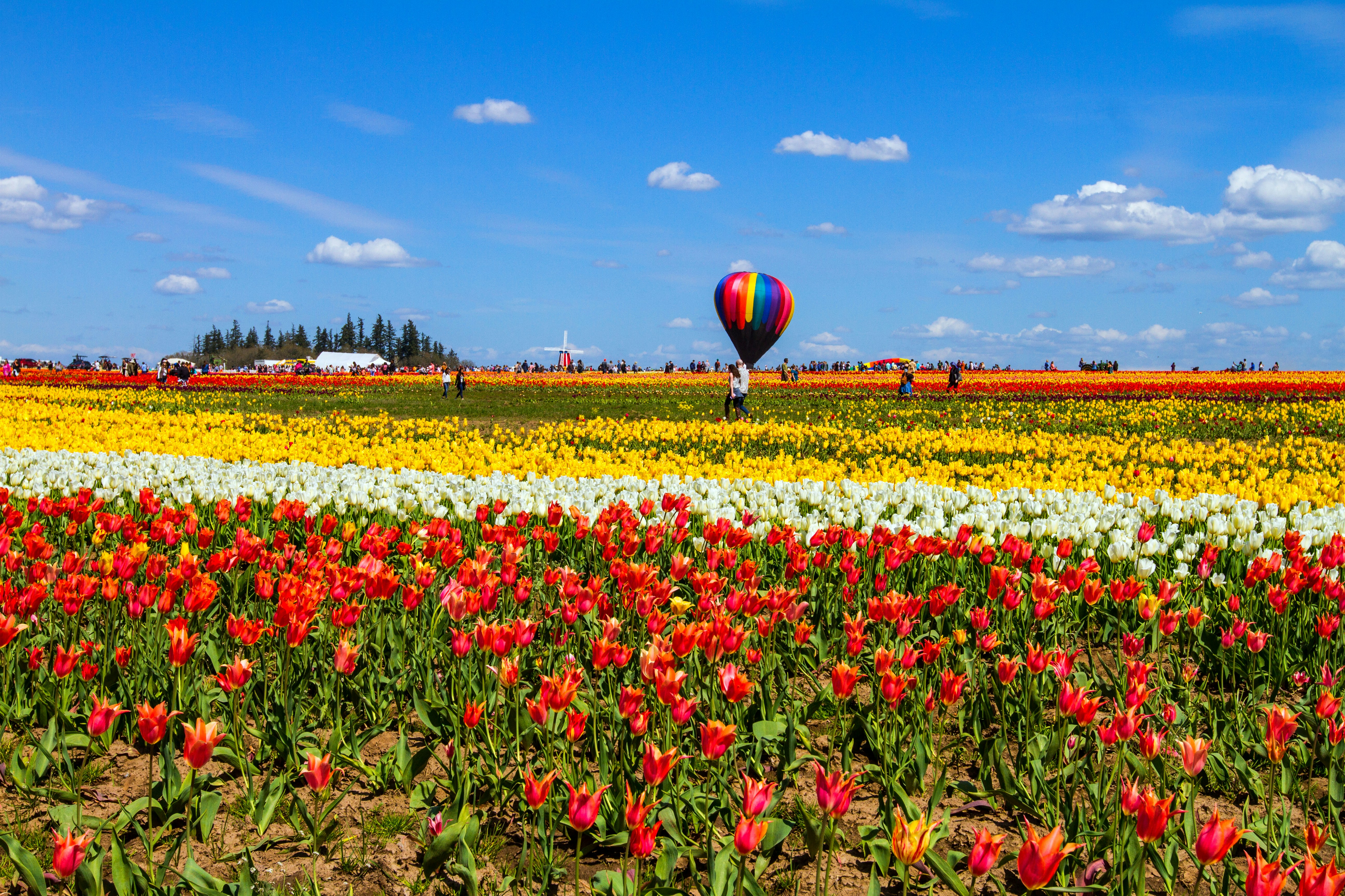 Rainbow Balloon Over a Patchwork Tulip Field Under a Clear Blue Sky
