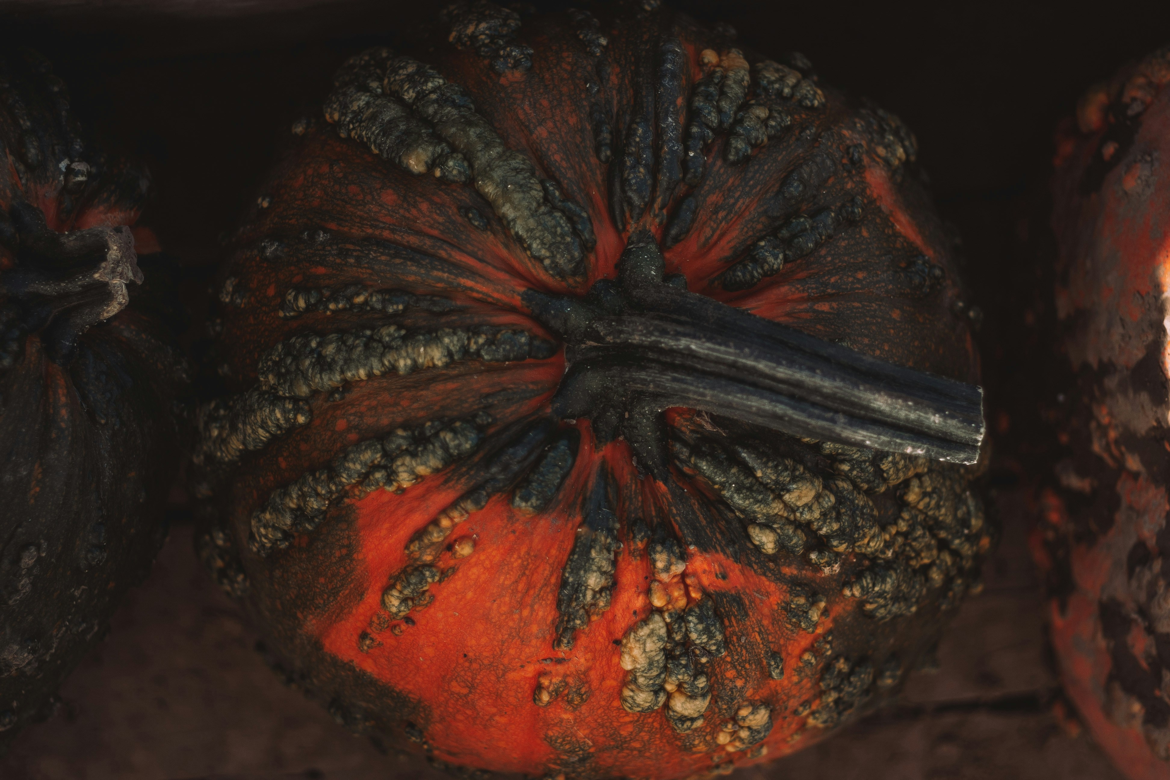 A group of pumpkins sitting next to each other photo – Free Food Image ...