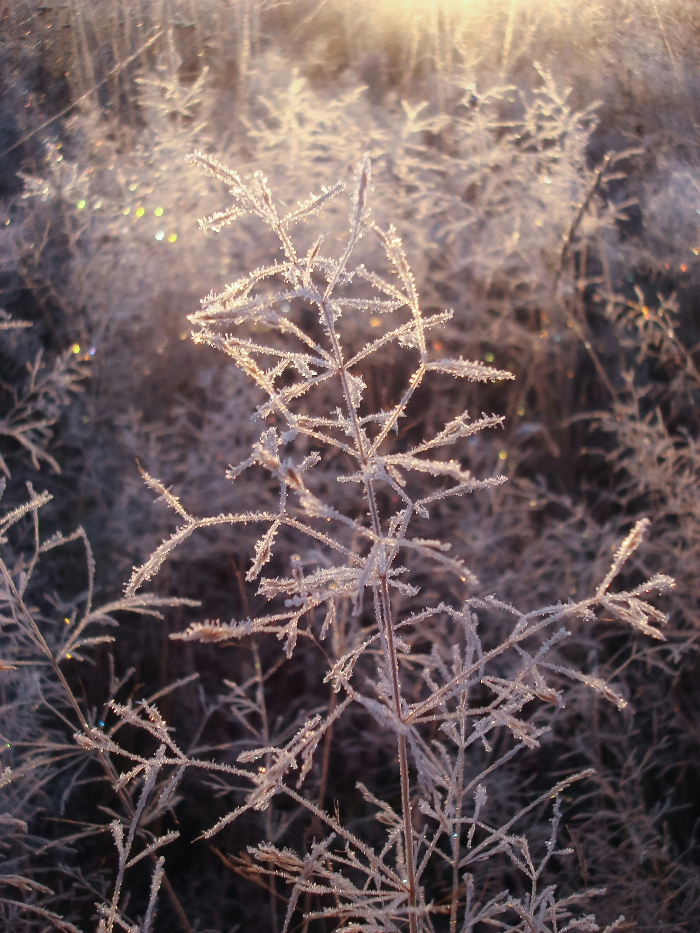 Delicate frost-covered grass swaying gently in the morning light, capturing the essence of winter's touch. The ethereal glow enhances the intricate details of the frosty blades.