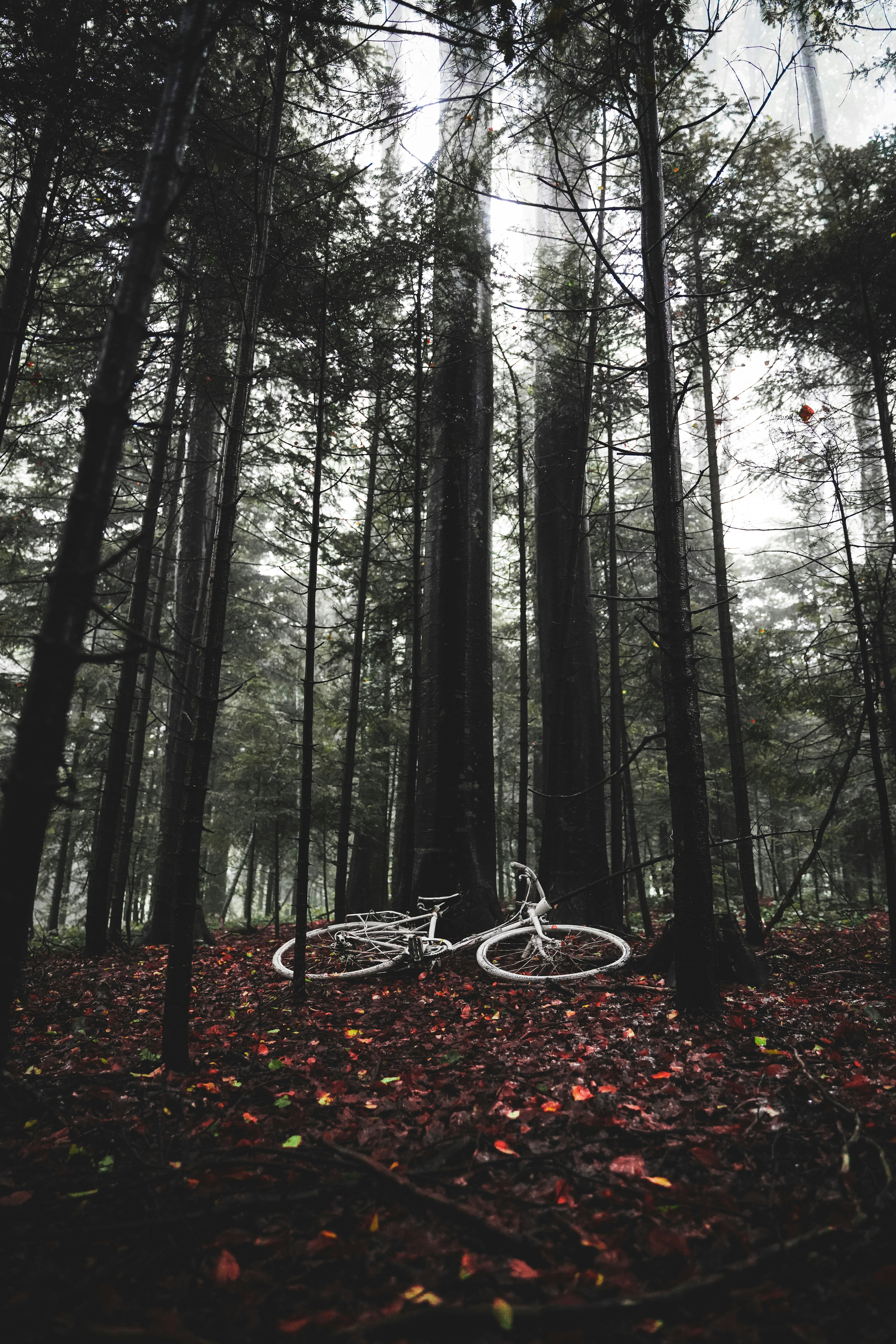 Two Silent Bicycles in a Mist-Laced Autumn Forest