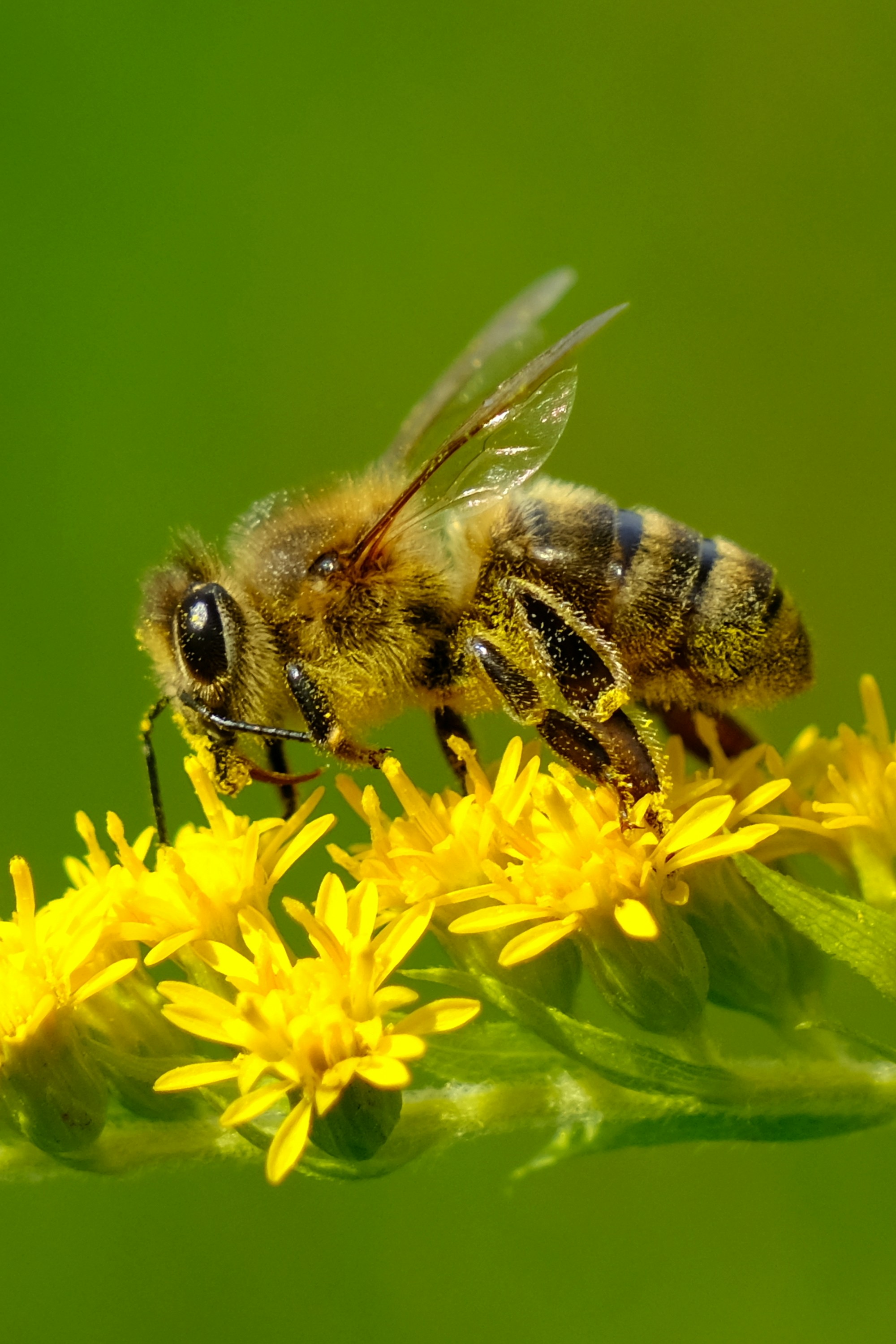 a bee sitting on top of a yellow flower