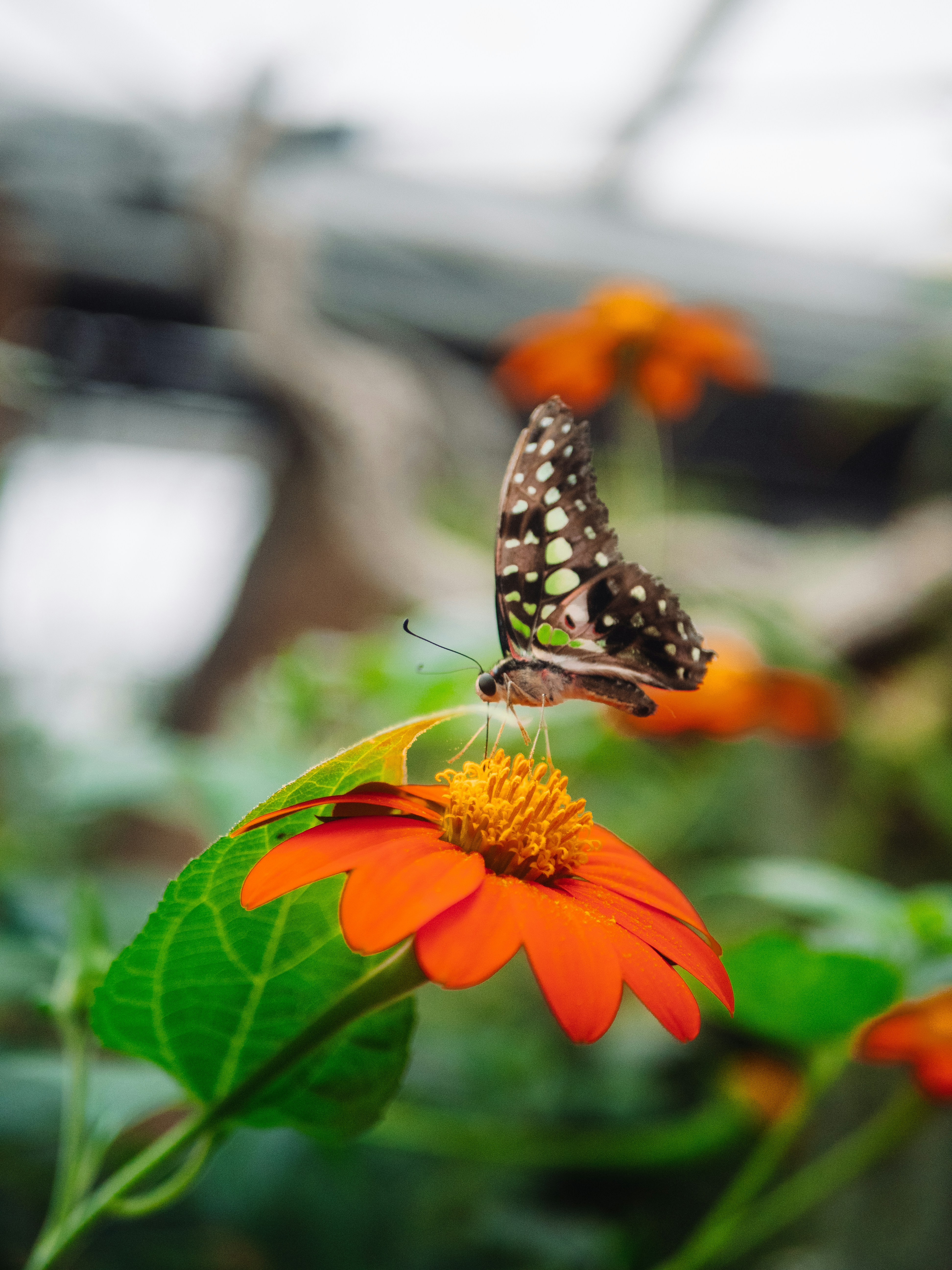 A butterfly gracefully perches on a vibrant orange flower, surrounded by lush green leaves. The scene captures the essence of a serene moment in nature.