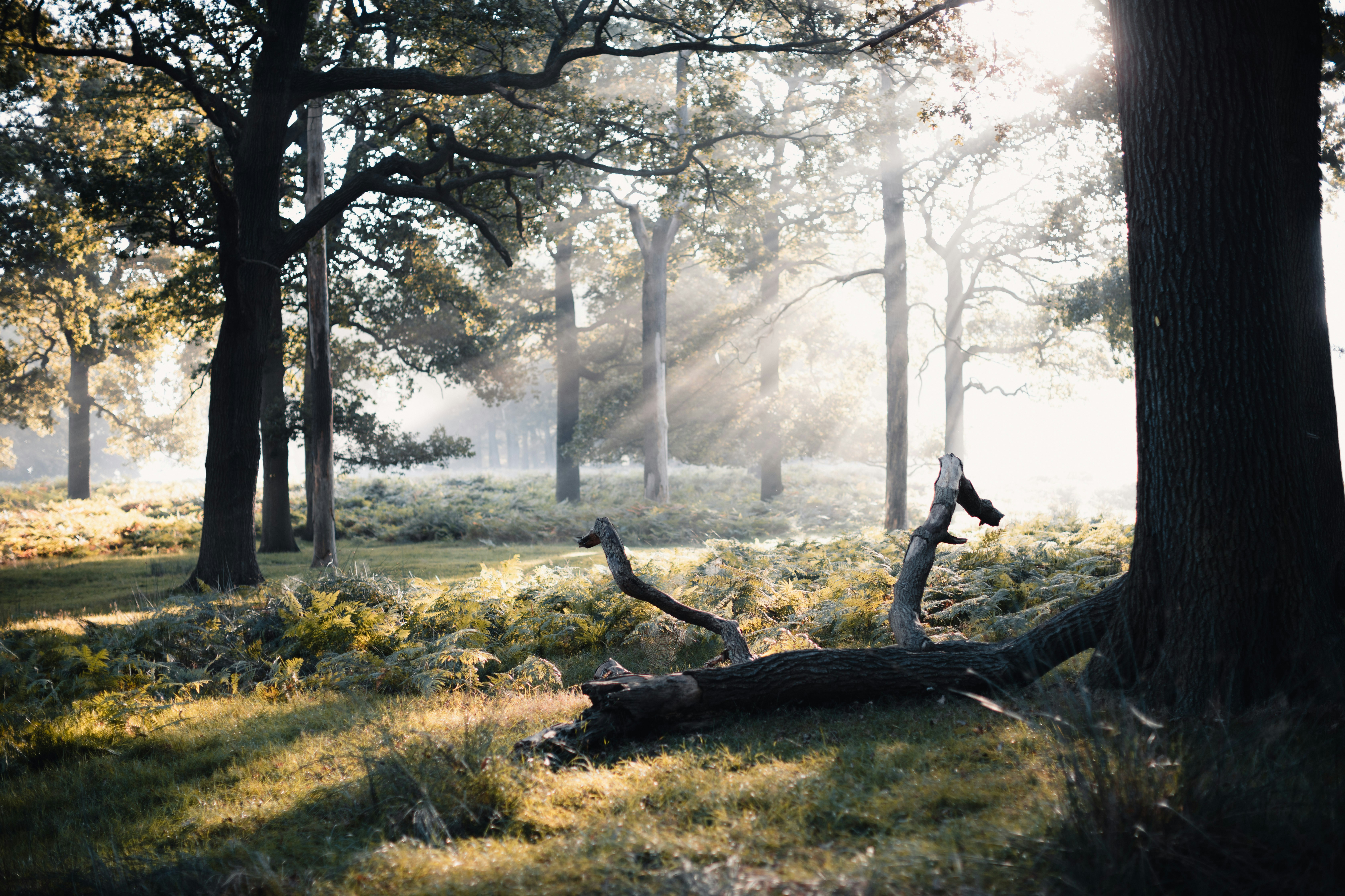 Rays Through a Quiet Glade: Light on a Fallen Log