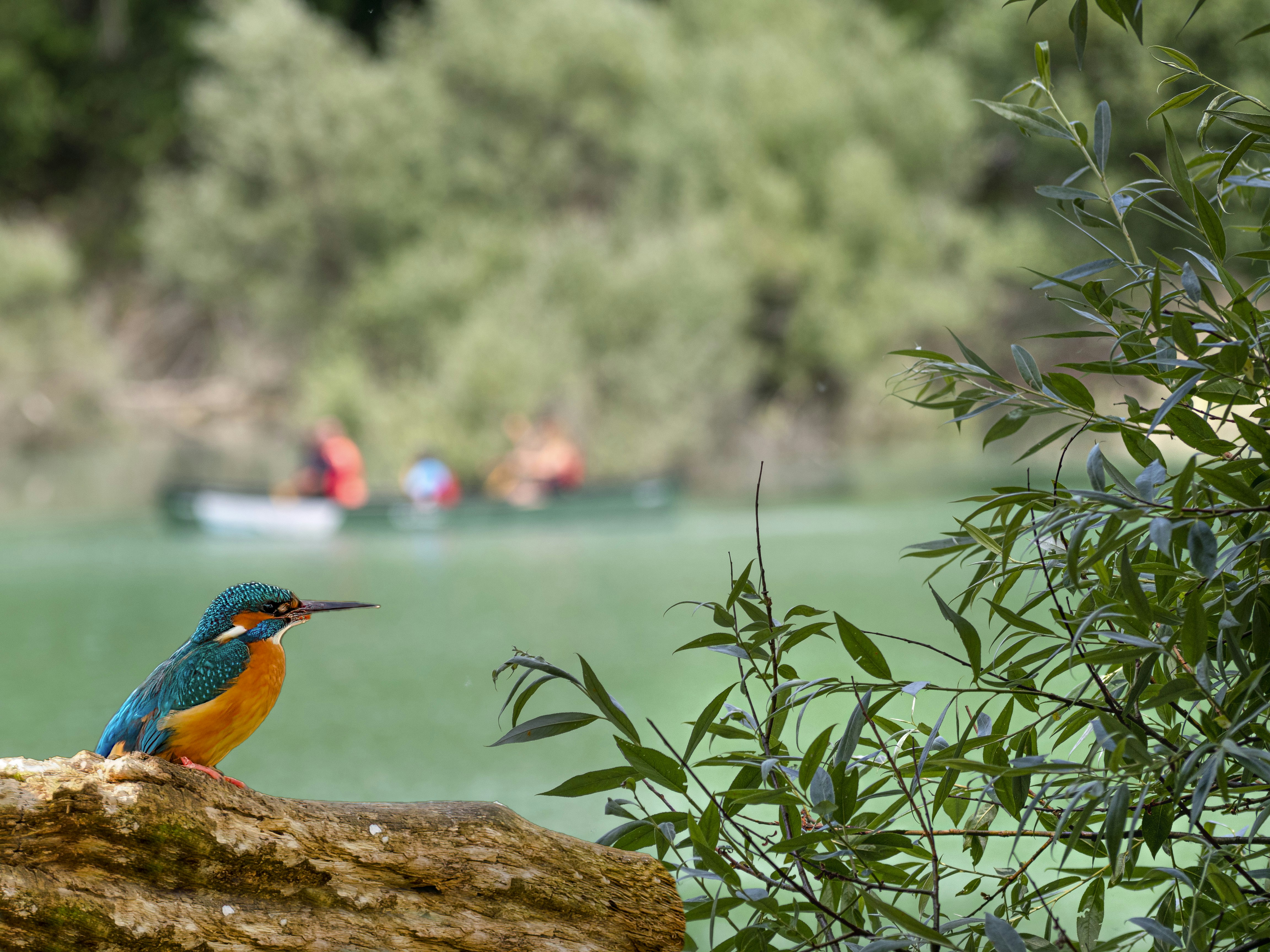 Kingfisher perched on a rock with blurred canoeists in the background on a green river.