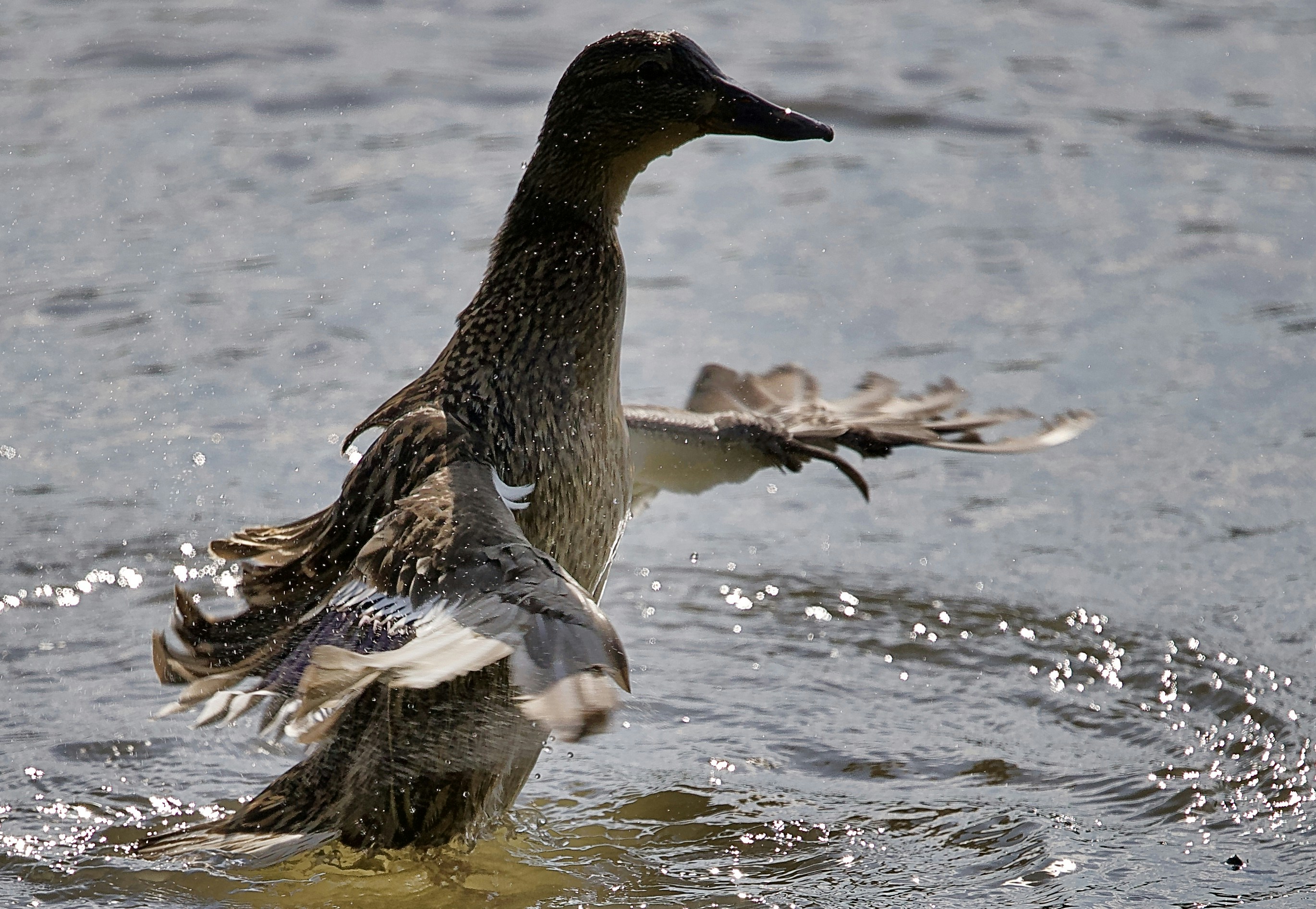 a couple of ducks that are in the water