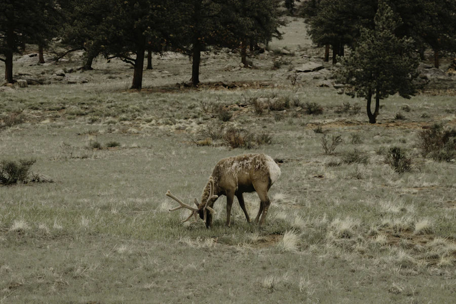 A lone elk with large antlers grazes in a dry grassy meadow, with pine trees scattered across the hillside behind it.