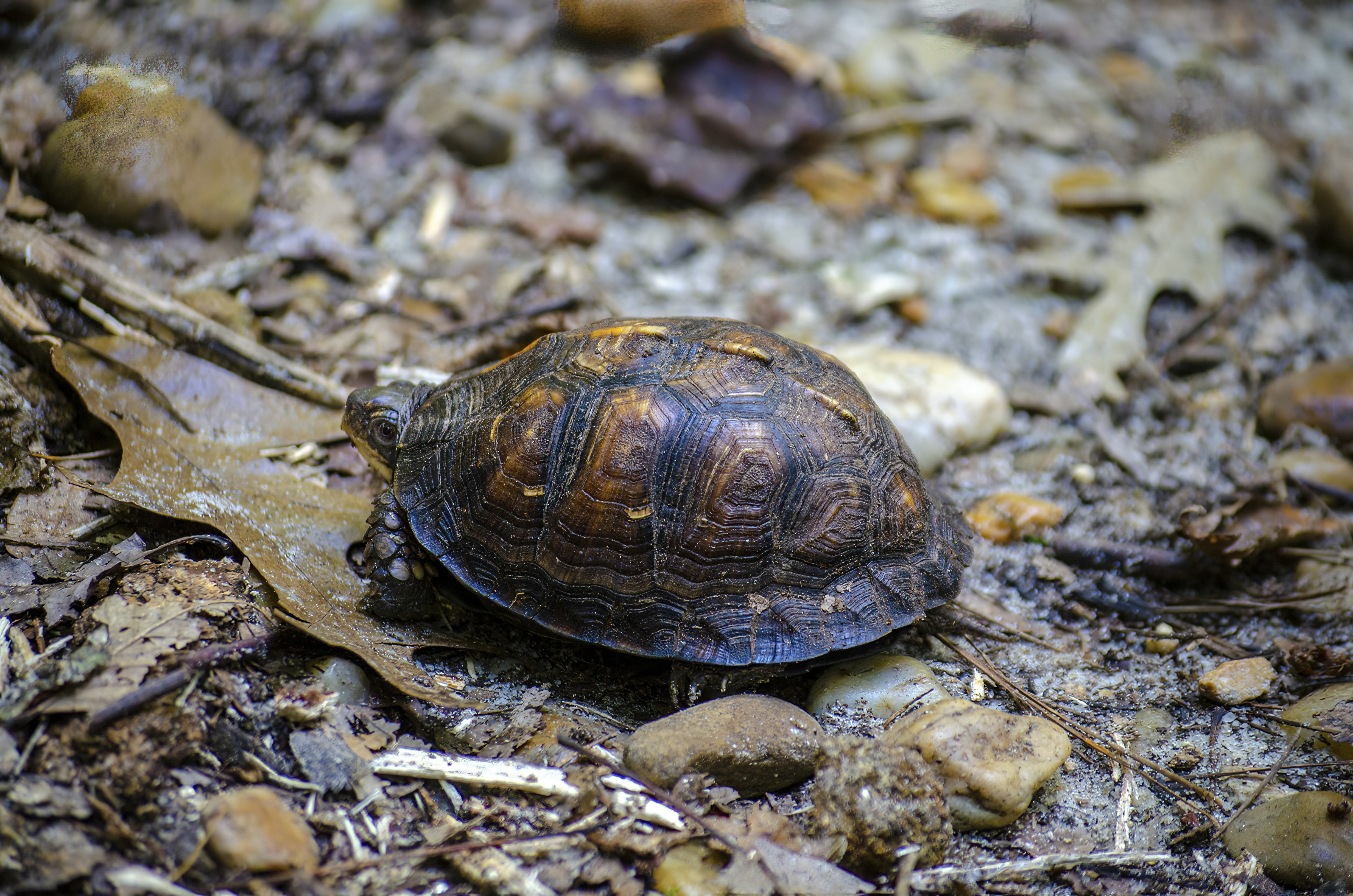 A close up of a small turtle on the ground photo – Free Animal Image on ...