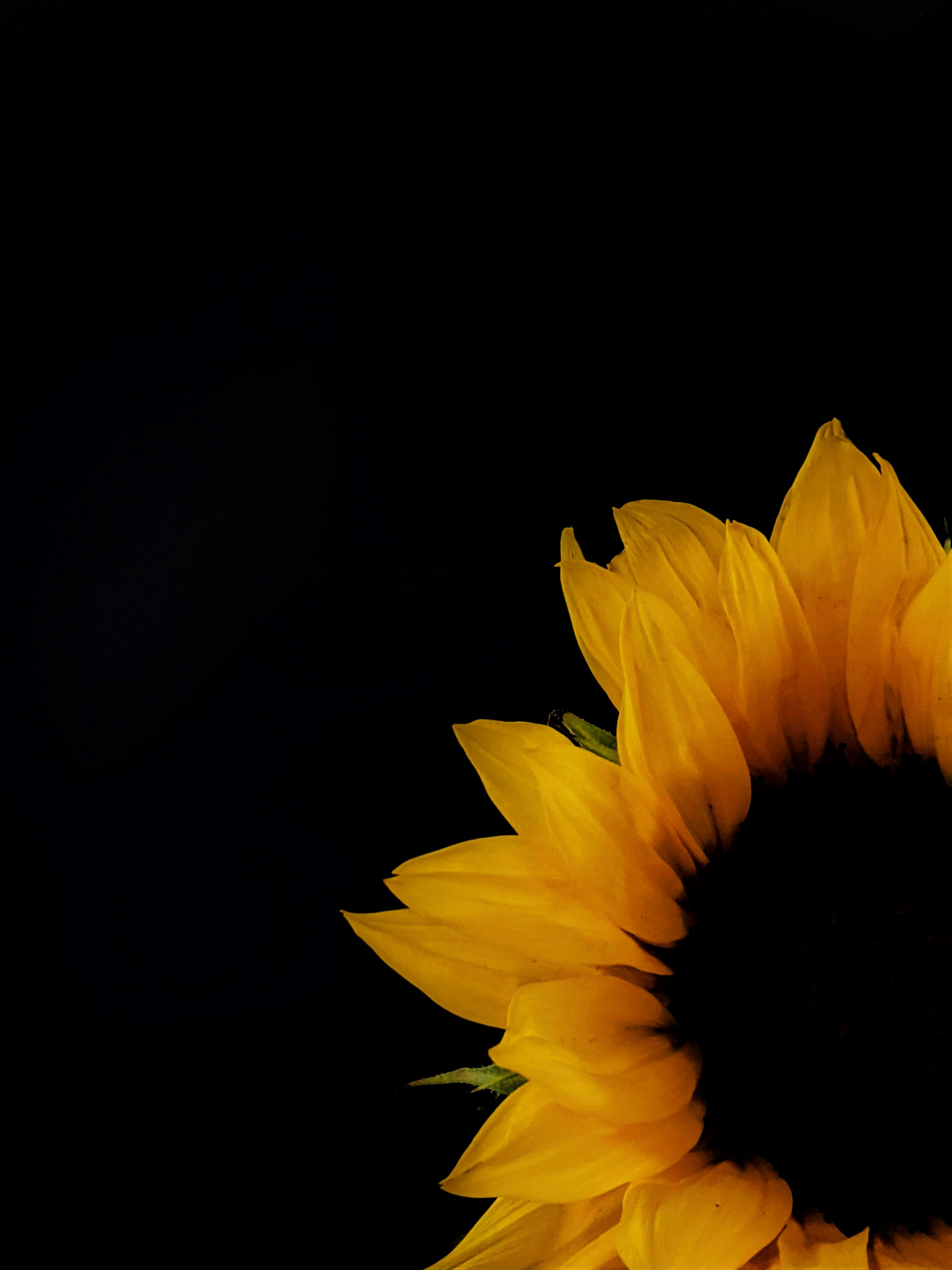 Sunflowers With Black Background