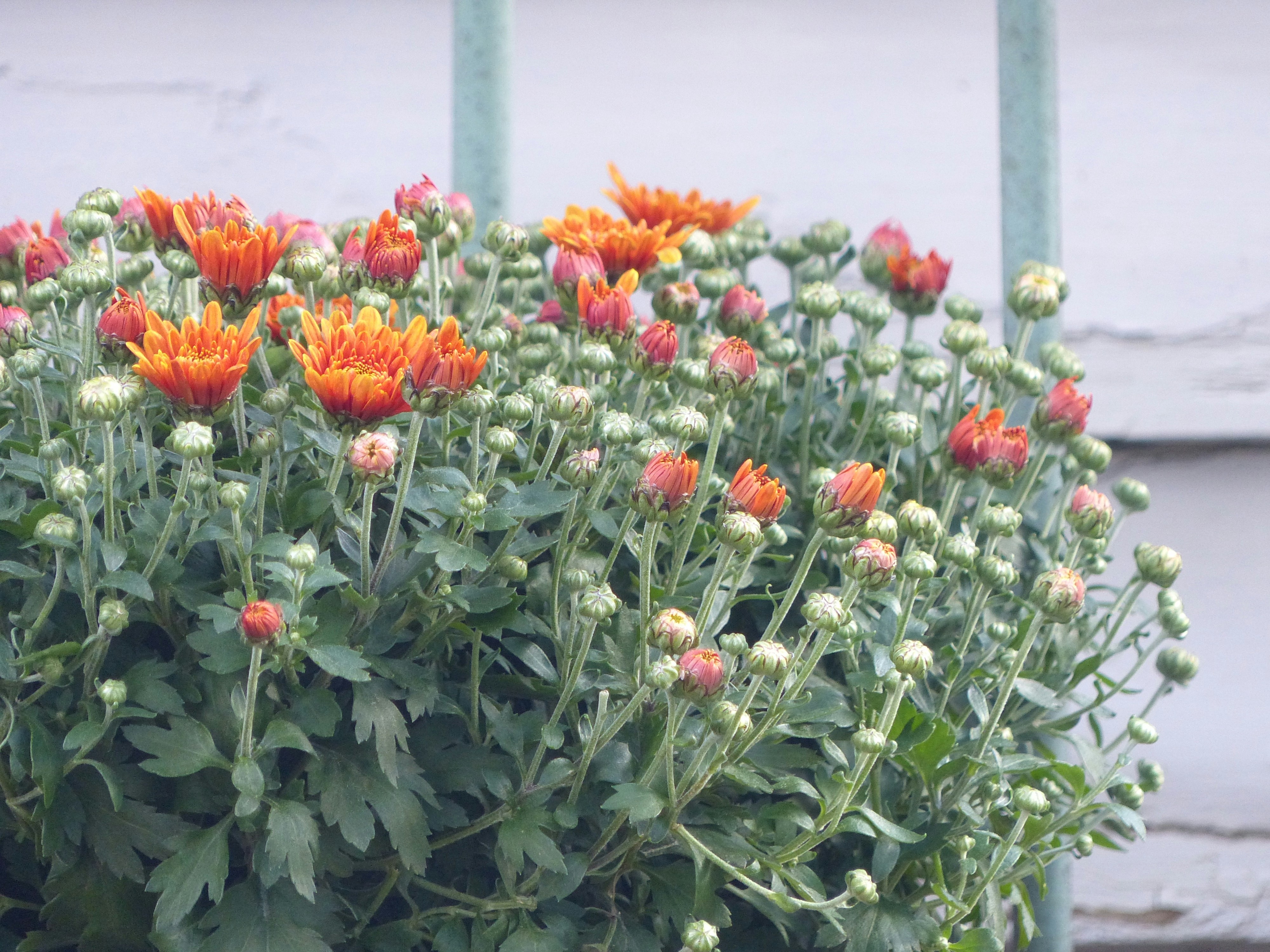 A lush arrangement of chrysanthemums showcasing vibrant orange and pink blooms against a muted backdrop. The flowers are densely packed, creating a lively display.