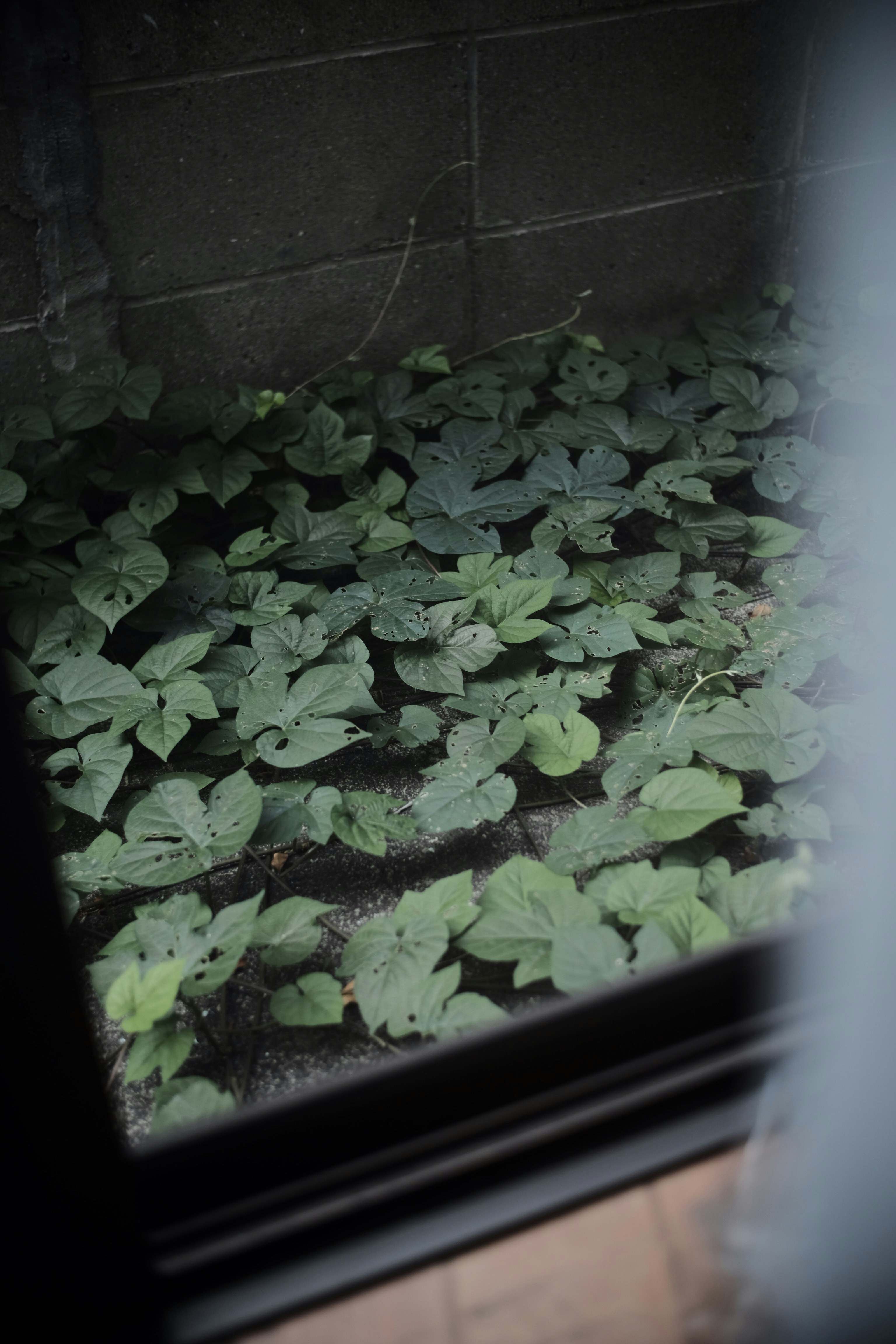 Green Groundcover Fragments at Dusk Window