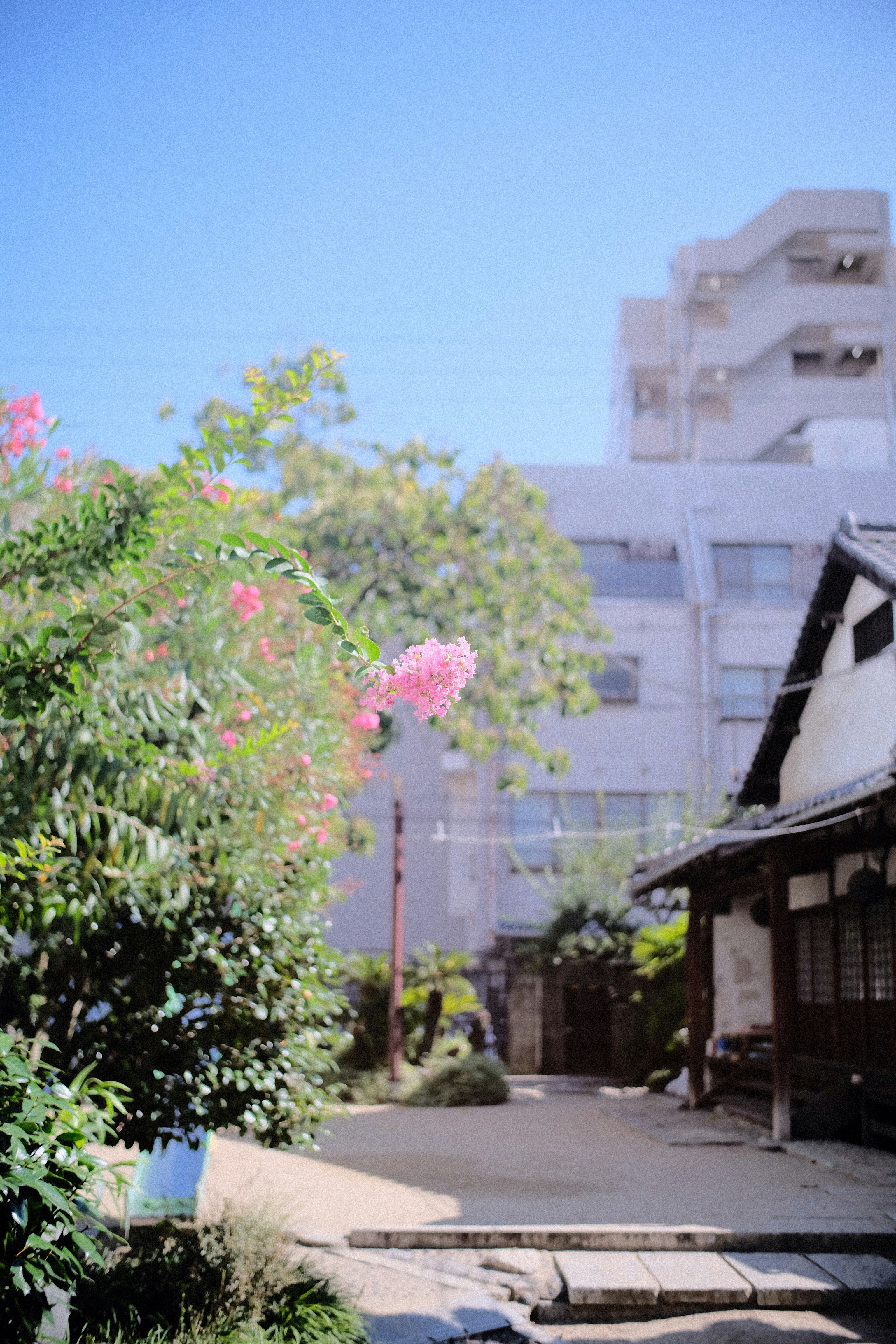 Bougainvillea Centerstage: An Alley Between Old Wood and Modern Glass