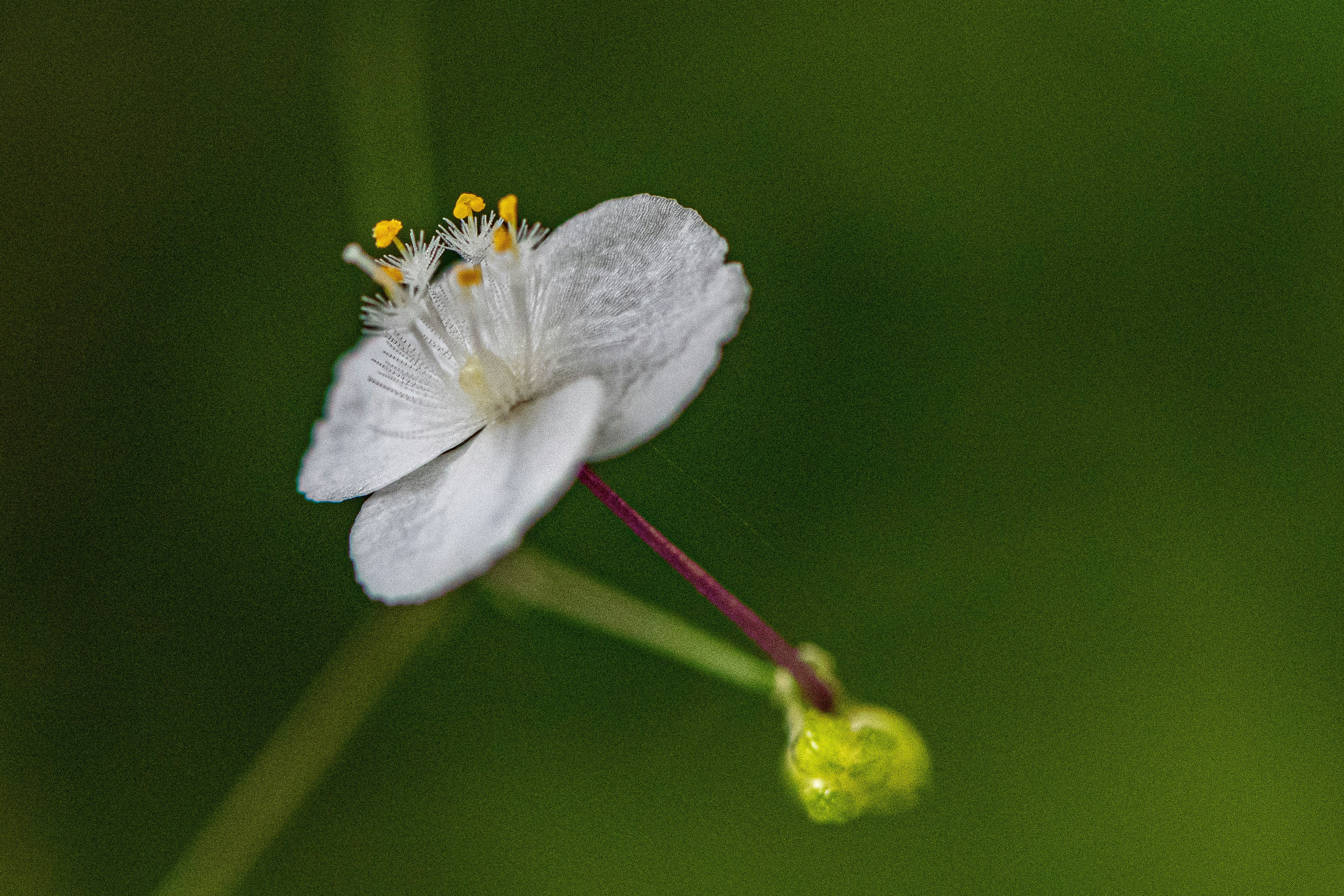 Tiny white bloom in mid-October.