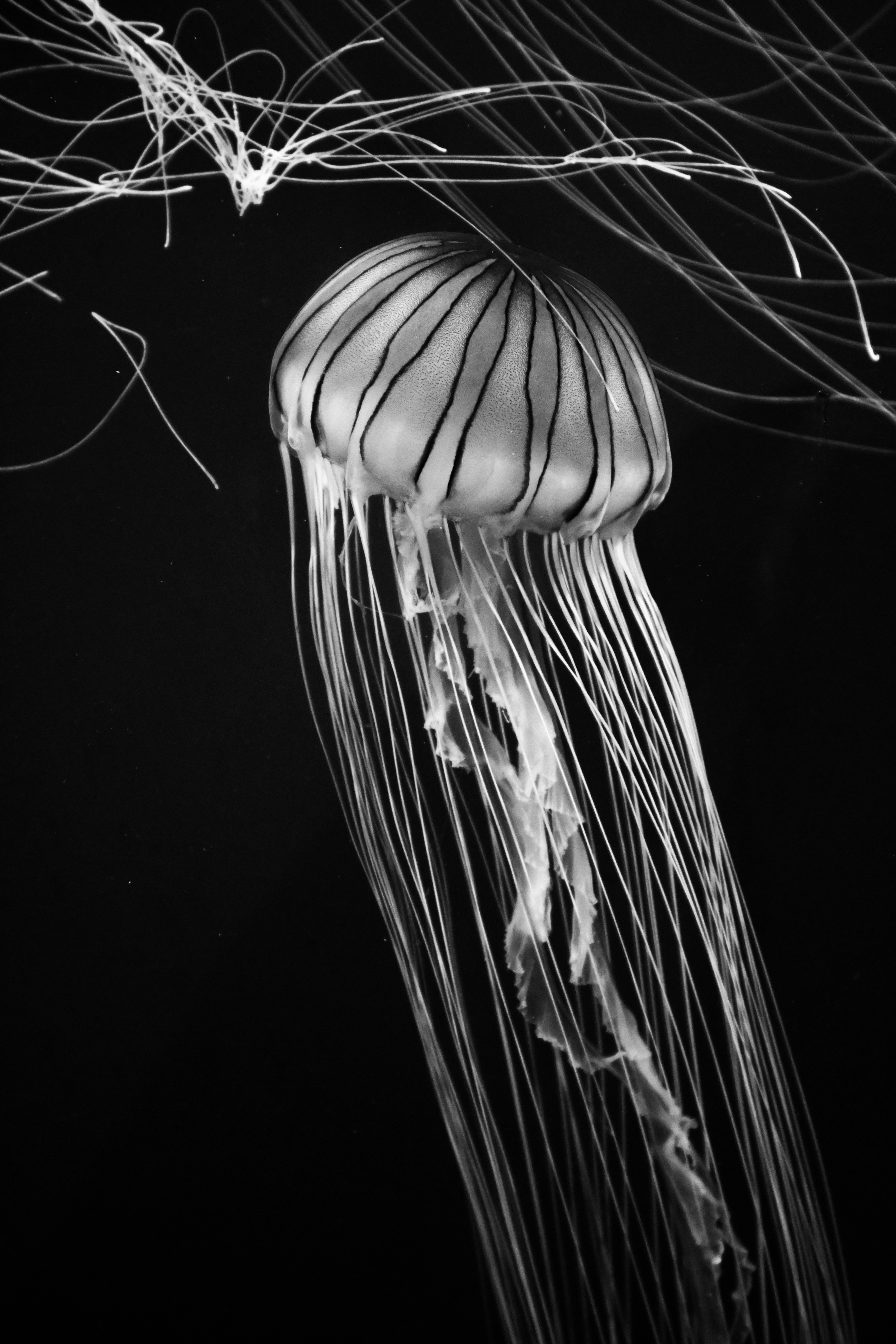 A solitary jellyfish gracefully floats against a dark backdrop, its delicate tentacles trailing behind in a mesmerizing display.
