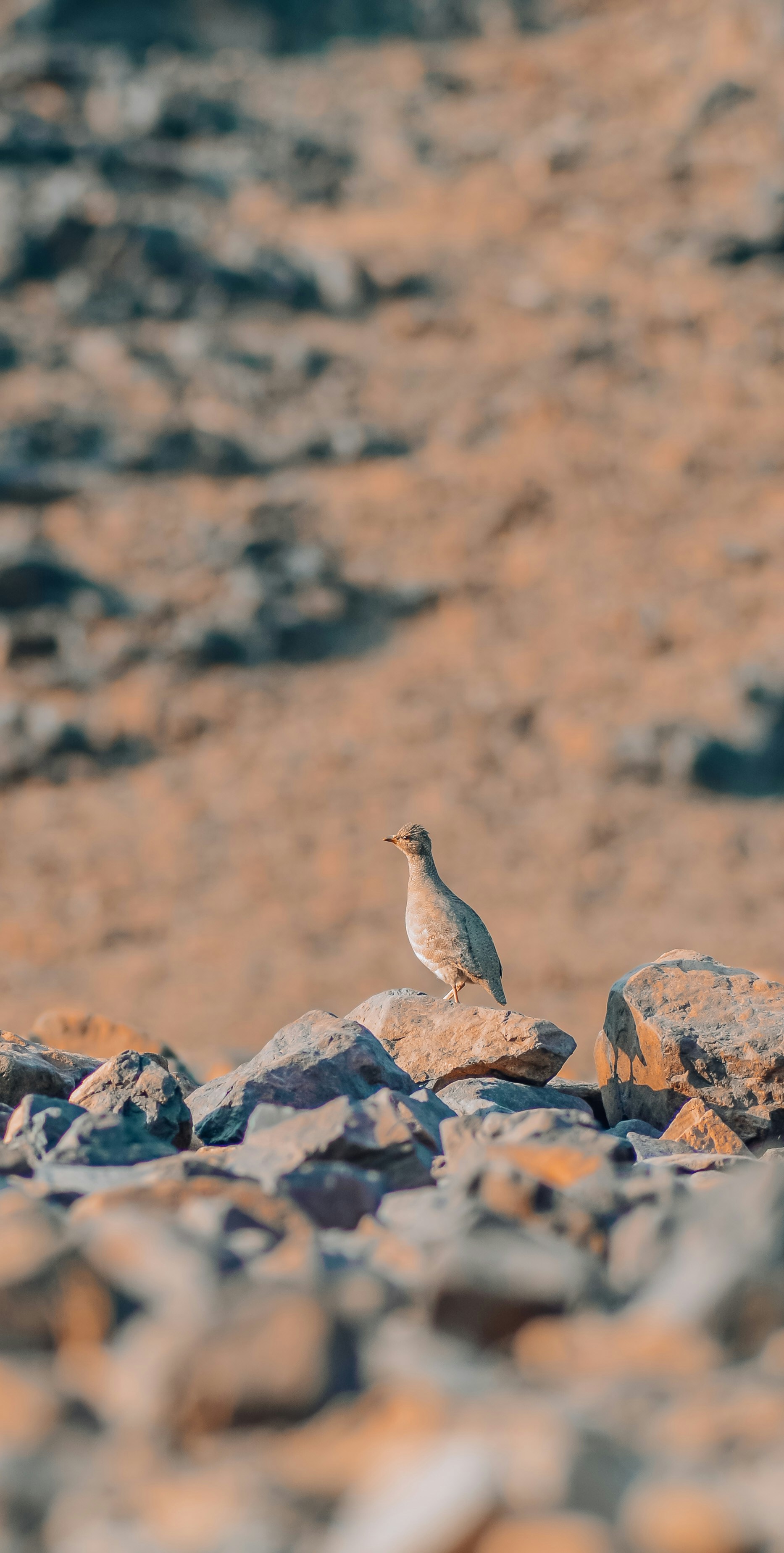 Lone shorebird on sunlit rocks along a rocky shoreline