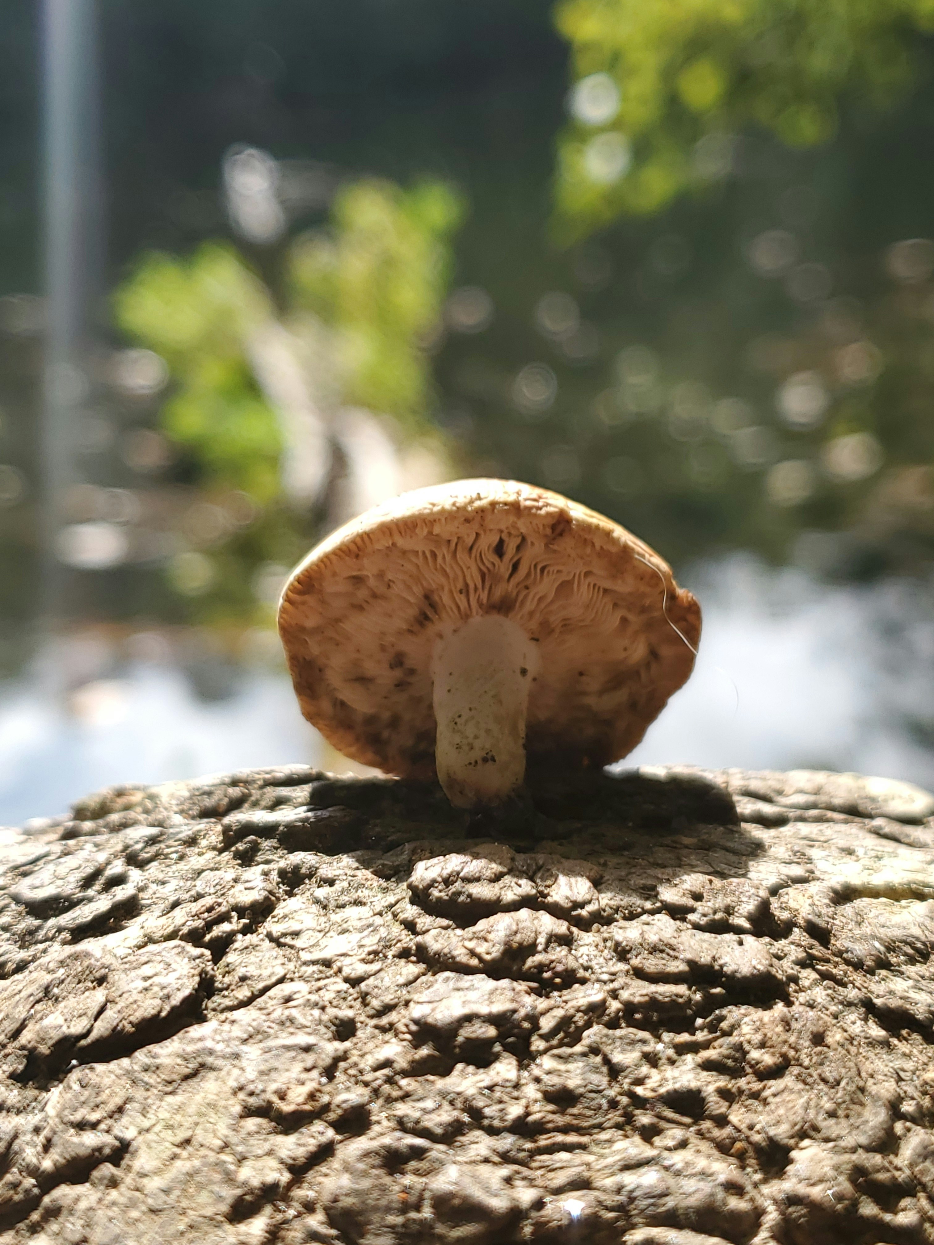Mushroom Crown on Weathered Bark Over a Quiet Pond