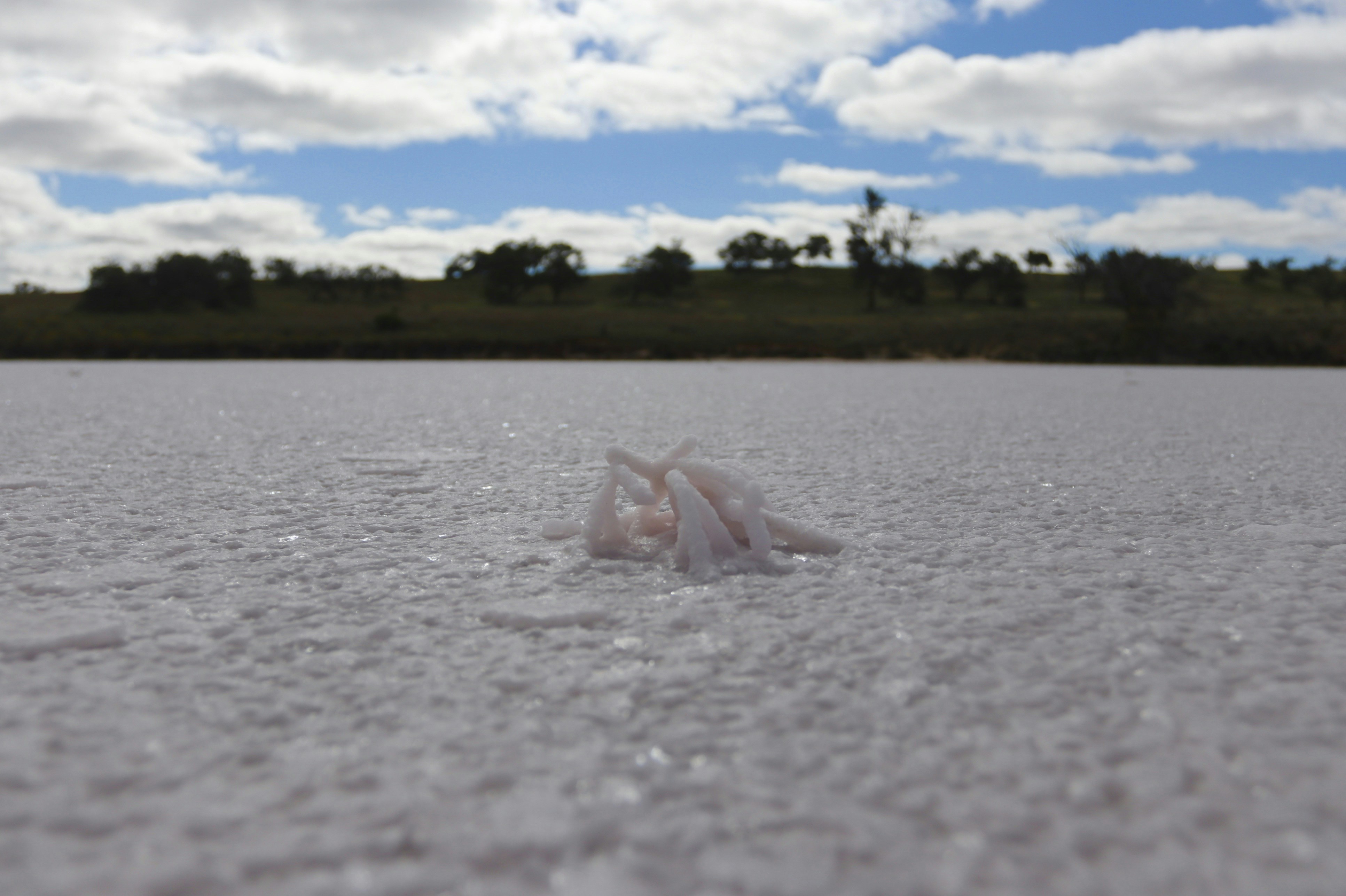 Lone Pale Bloom on a Salt Flat Beneath a Wide Sky