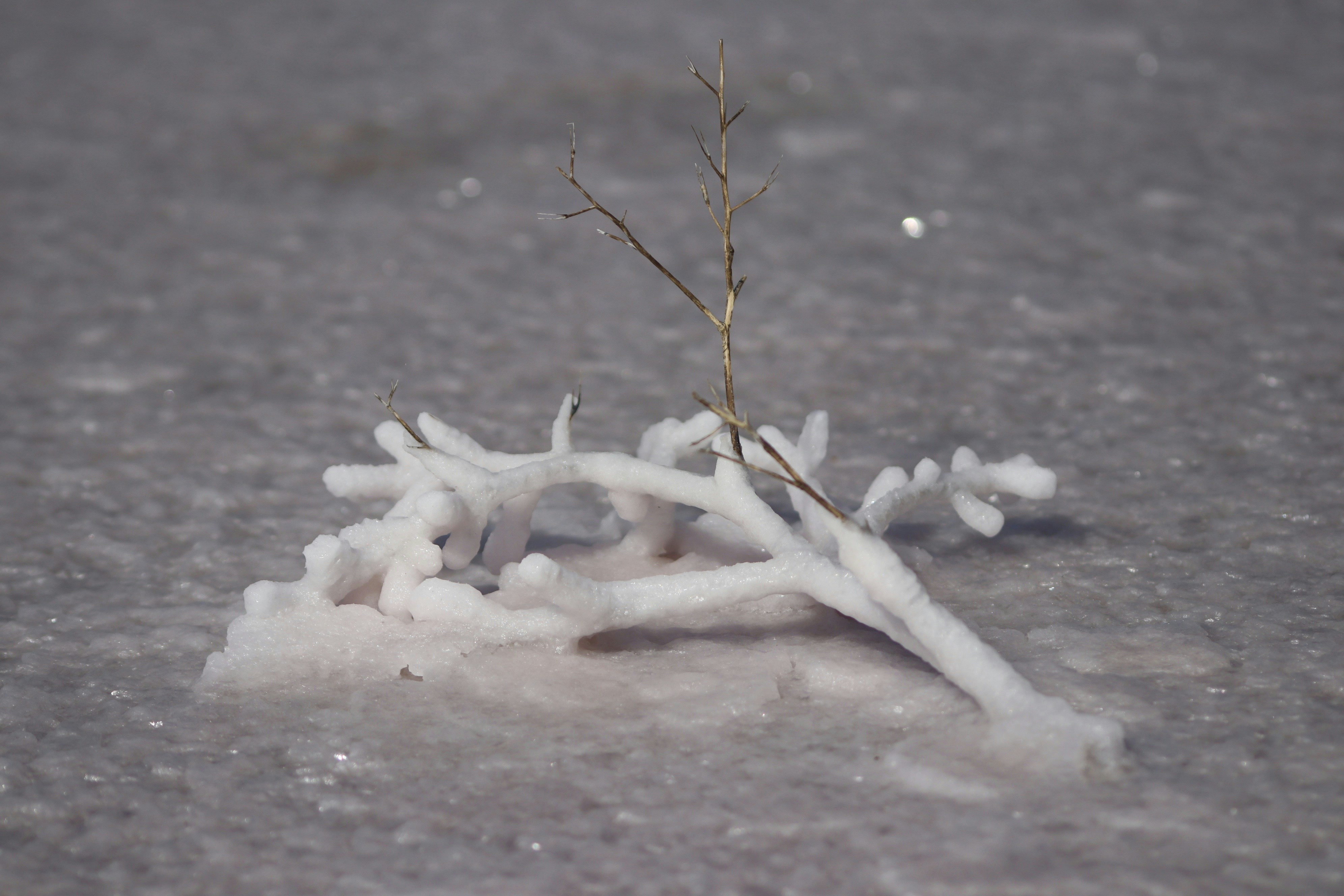Lone Twig Pierces Frost: A Minimal Winter Portrait