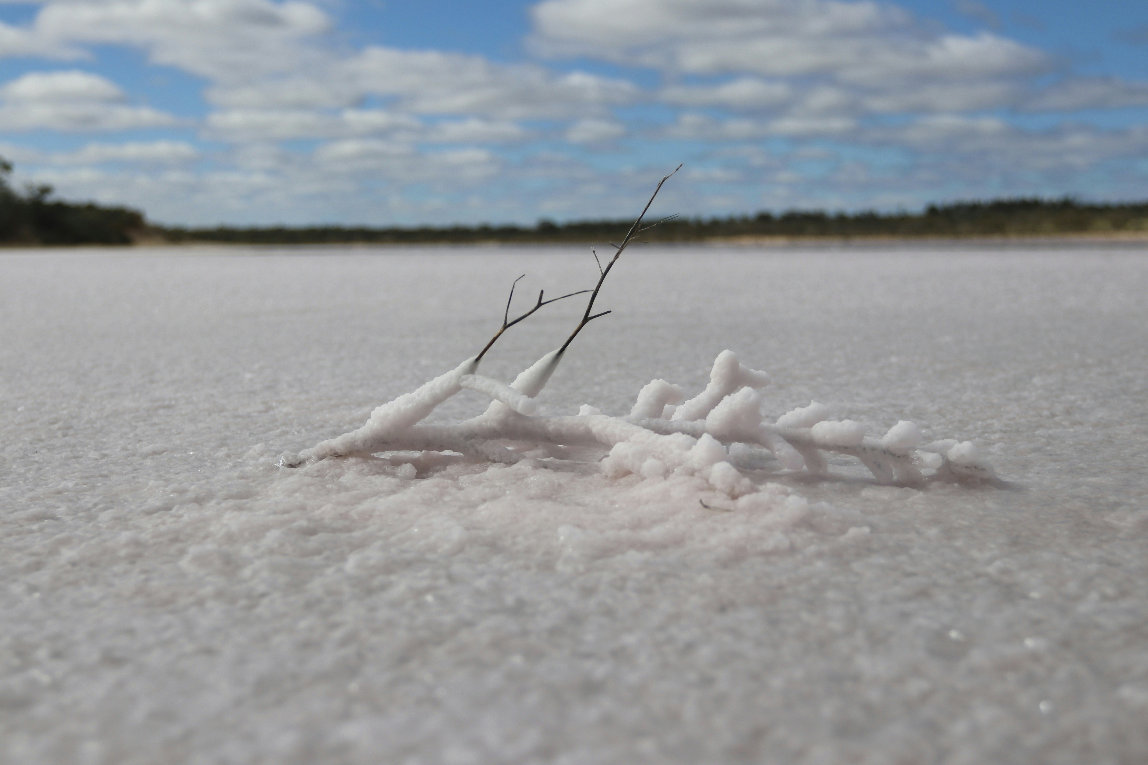 Salt encrusted twig at Lake Crosbie.