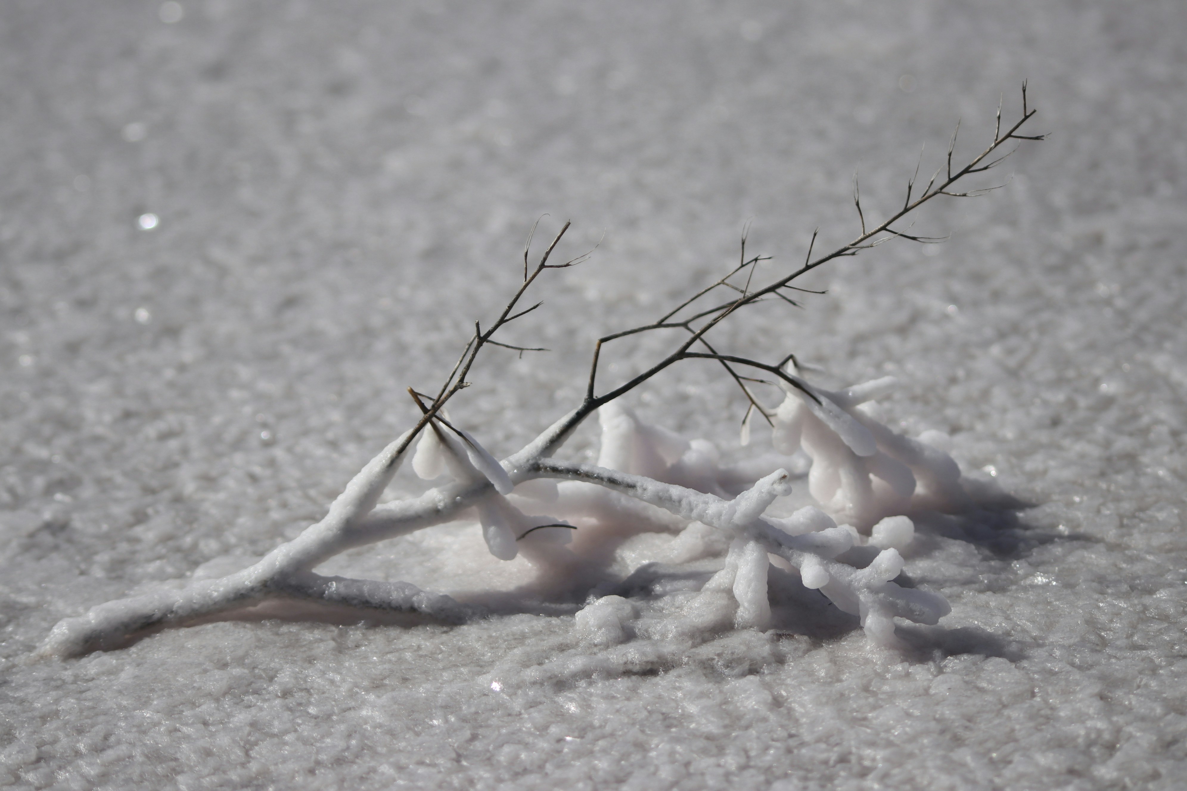 Salt encrusted twig at Lake Crosbie.