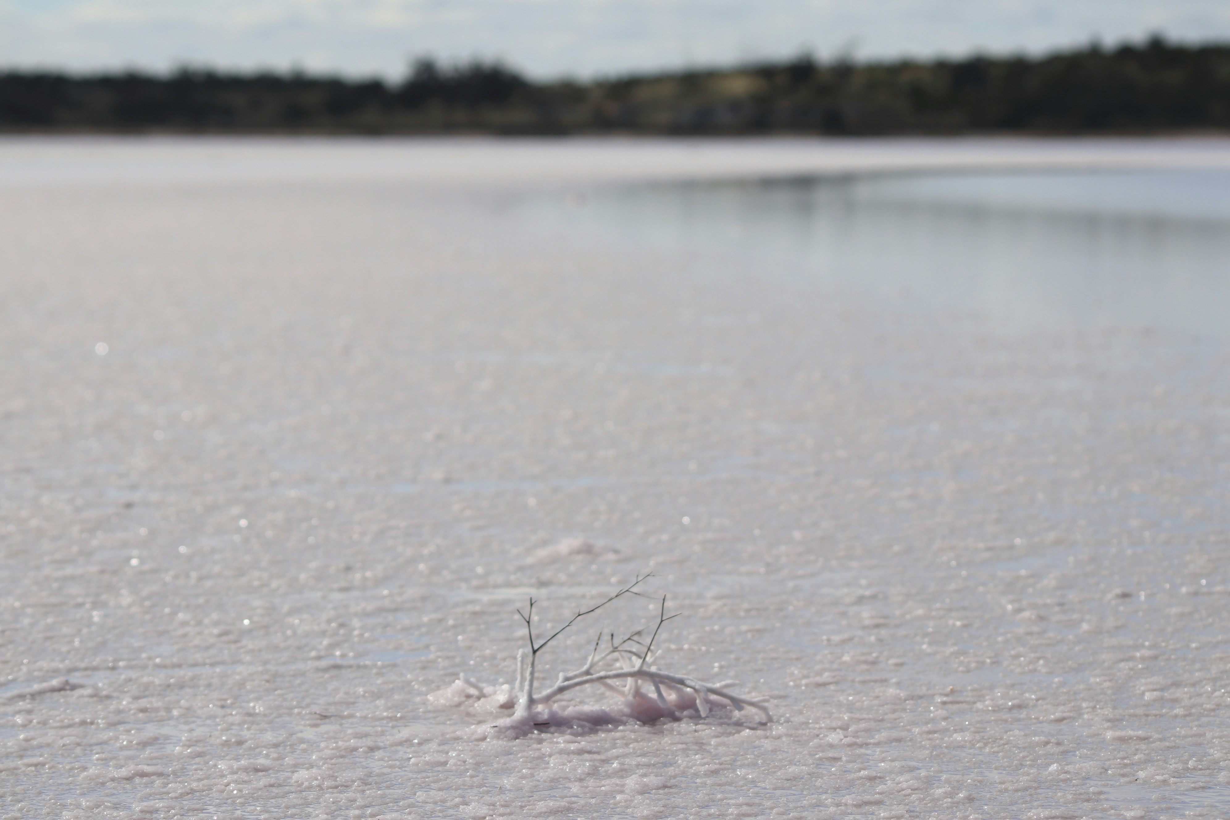 Salt-flat Quiet: a lone twig glints on a crystalline crust