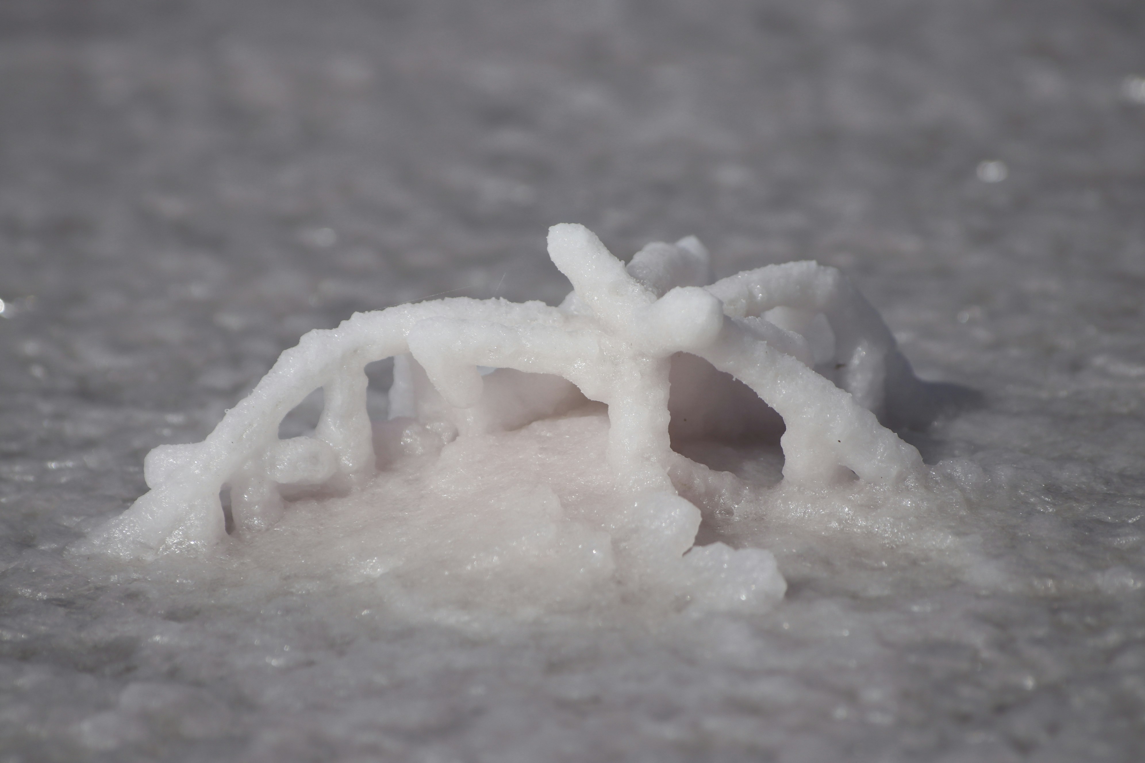 Salt encrusted twig at Lake Crosbie.