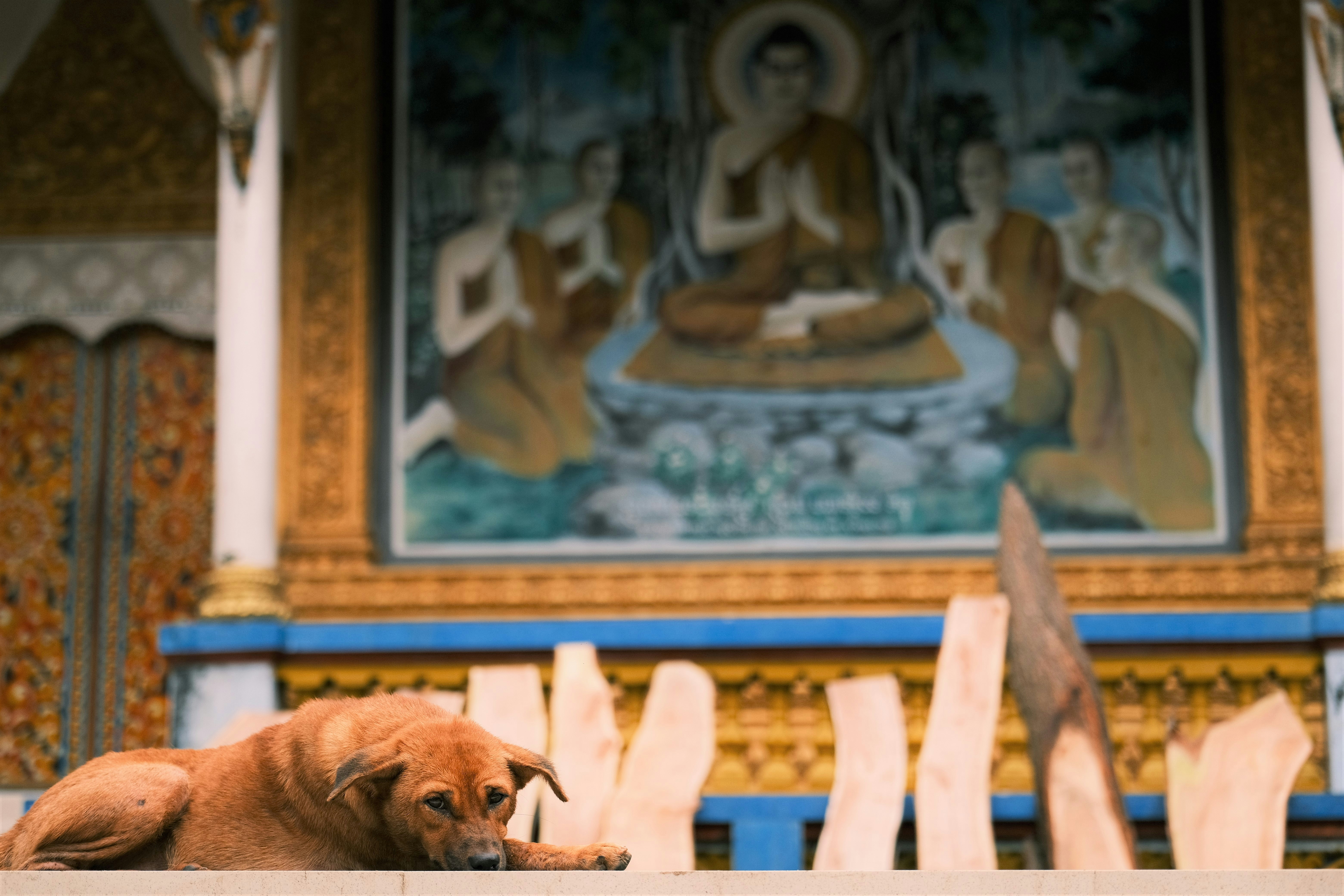 Puppy on Temple Steps: A Quiet Moment Amid a Vivid Mural
