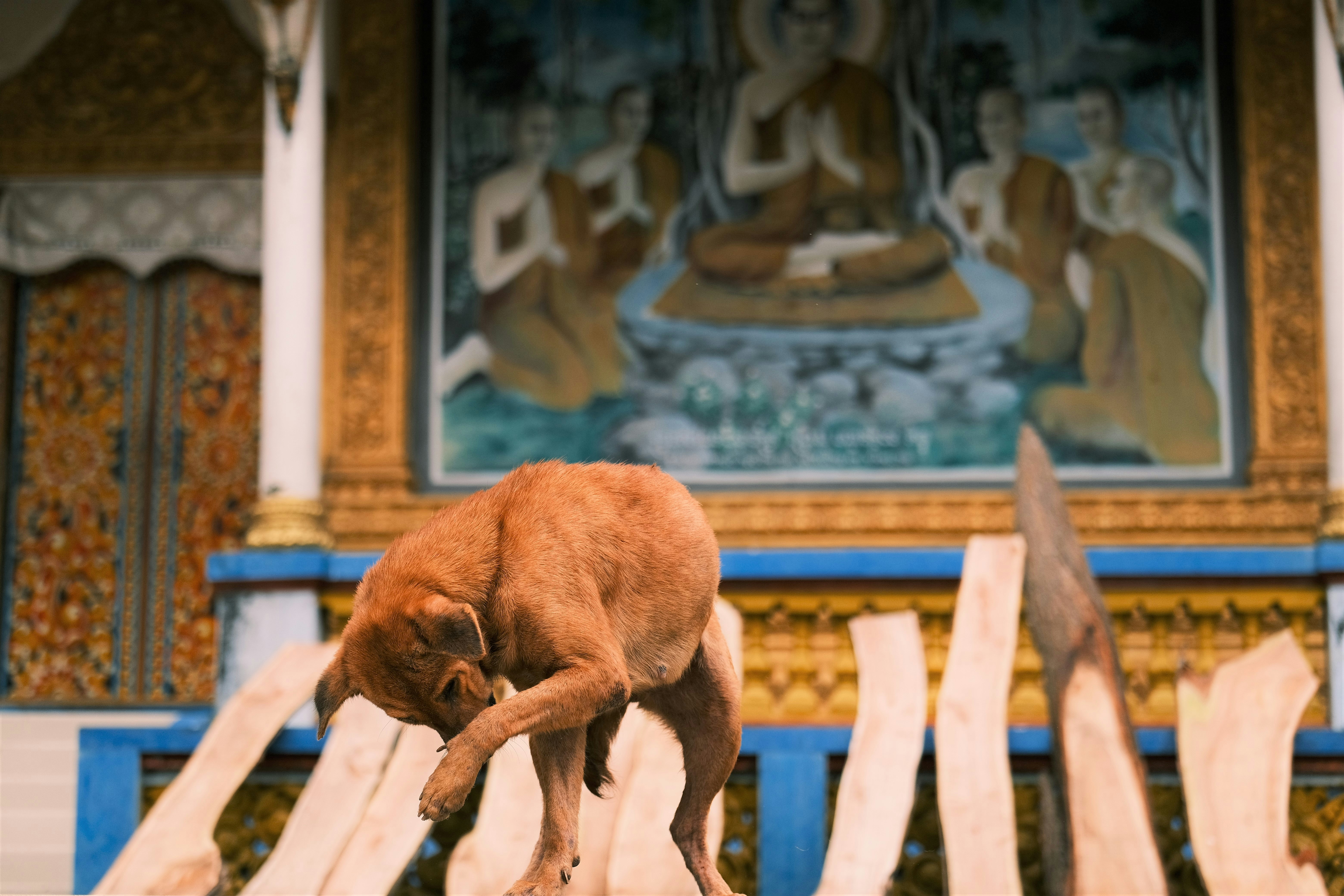 A dog playfully leaps in front of a vibrant mural depicting serene Buddhist figures, blending nature and culture harmoniously.