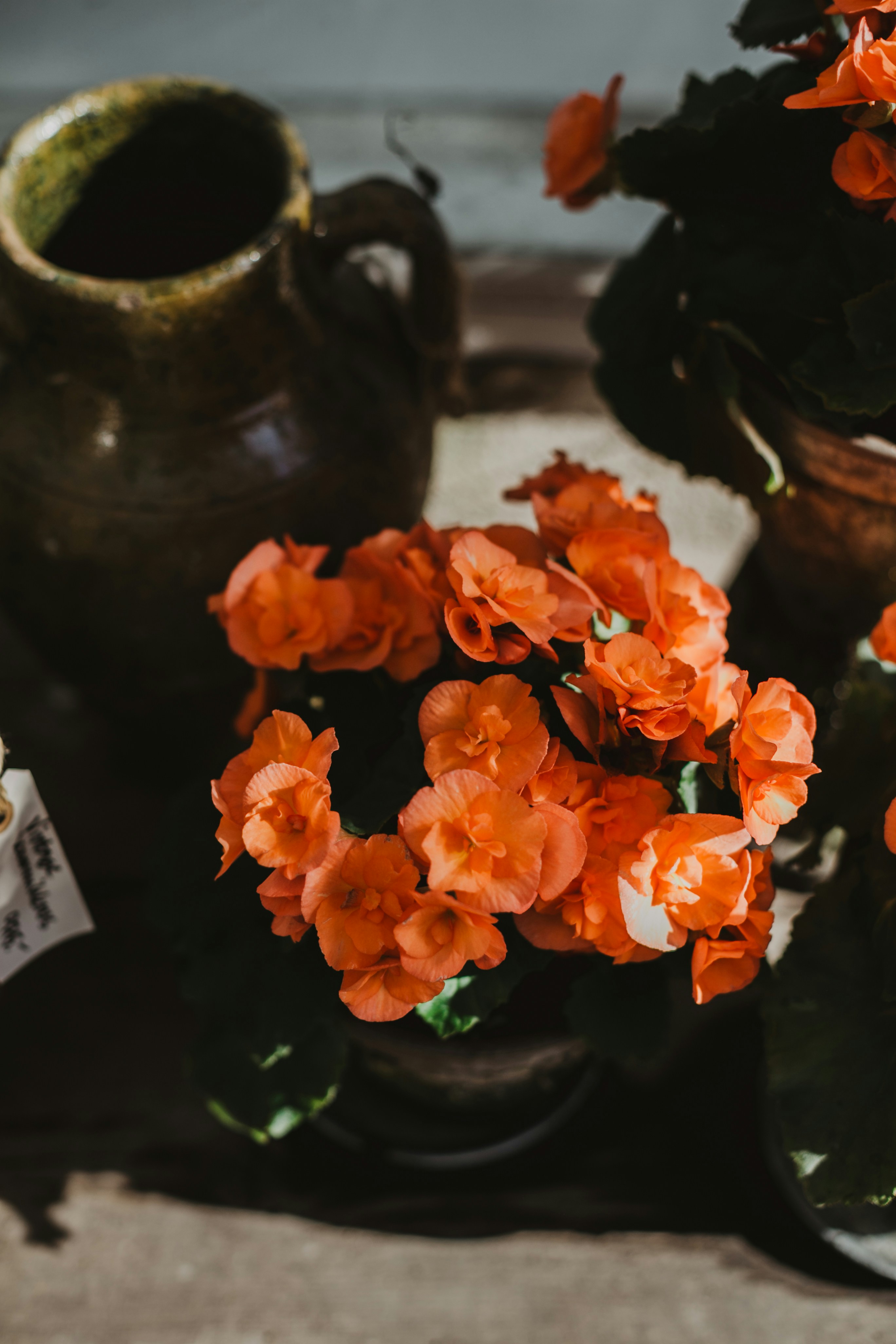 Orange Blooms in Warm Rustic Studio
