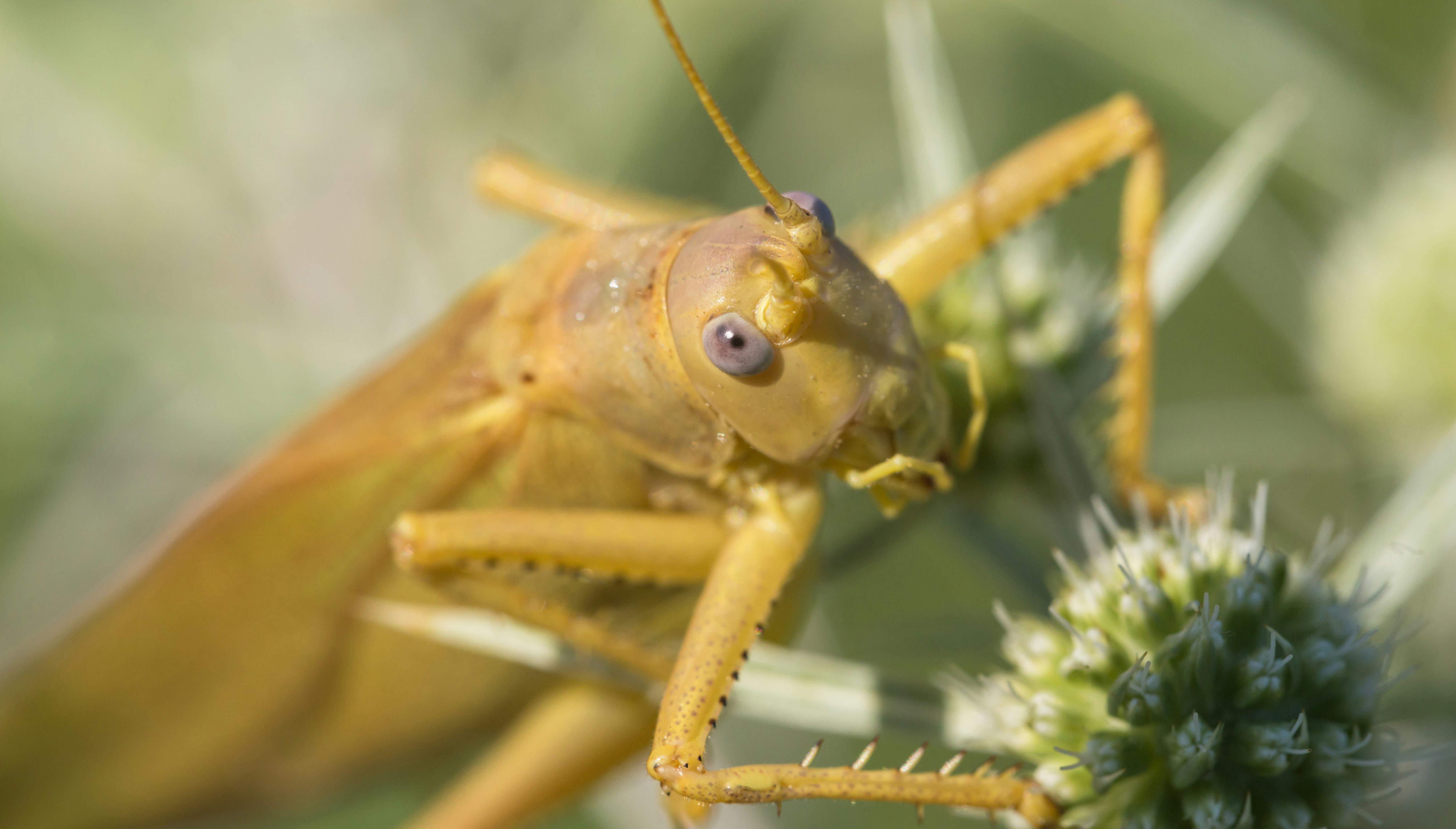 a close up of a grasshopper on a plant