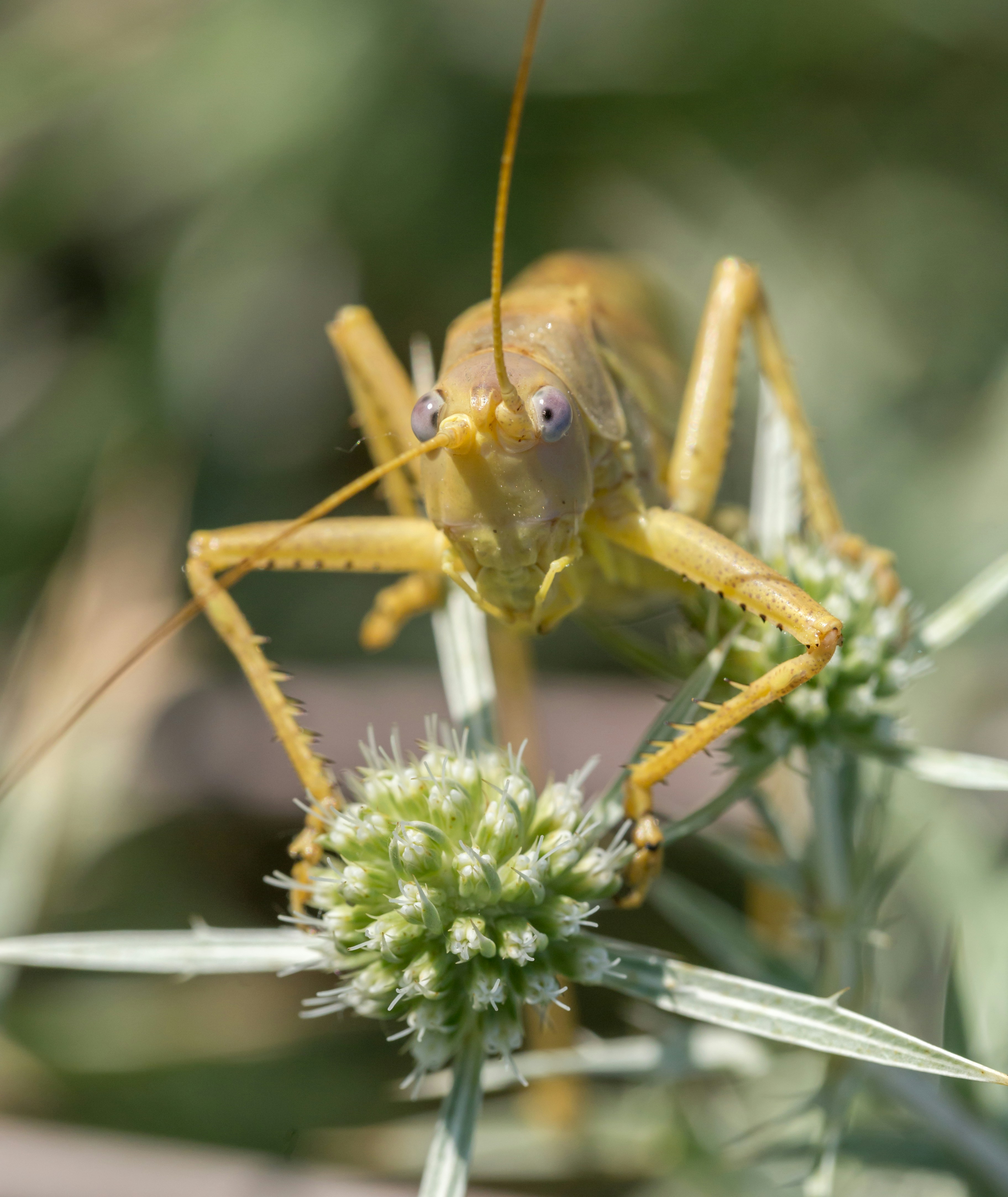 Golden Mantid on a Spiky Bloom: a Macro Portrait