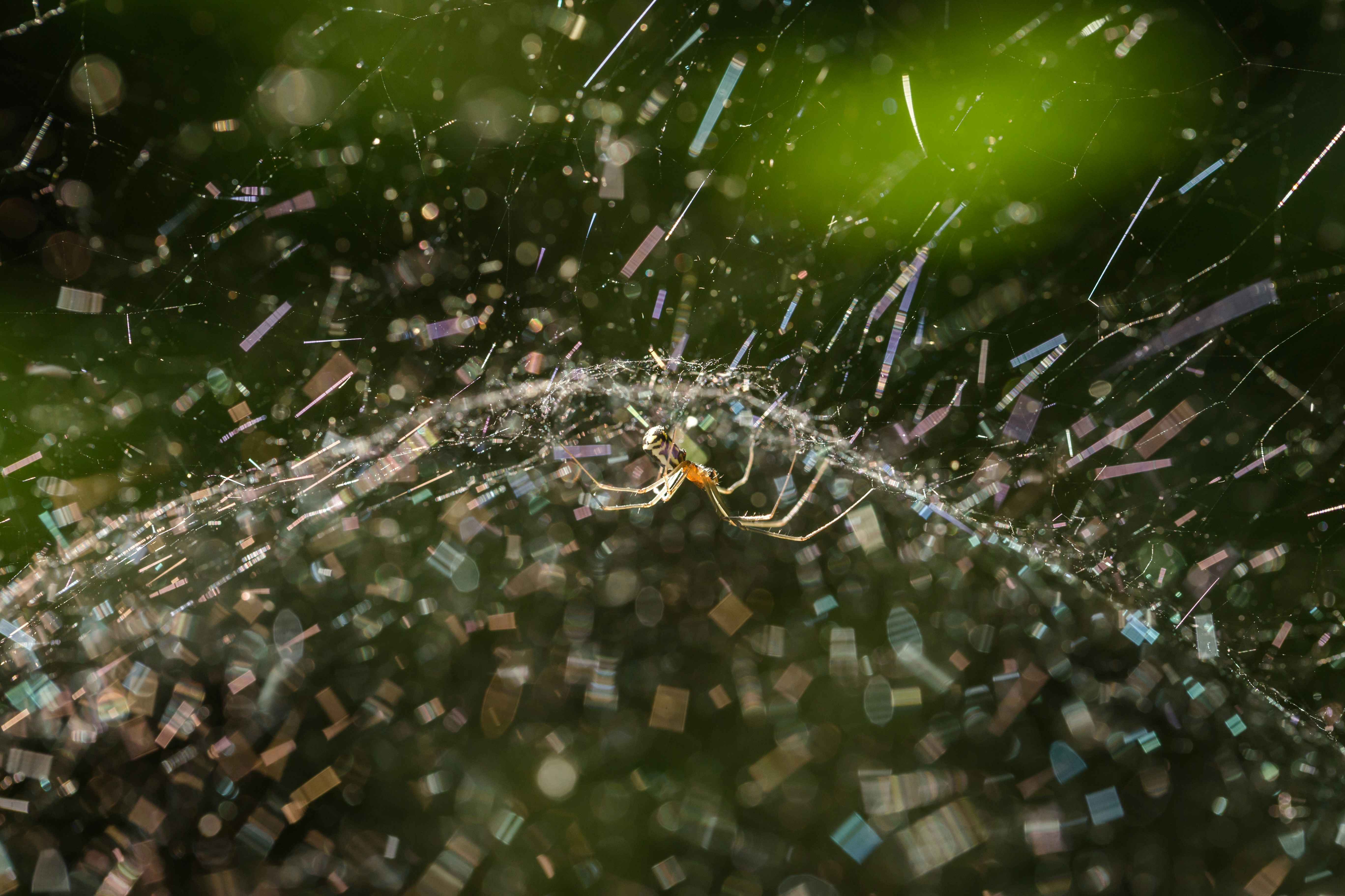 Glass-Thread Ballet: A Spider's Web Born from Light