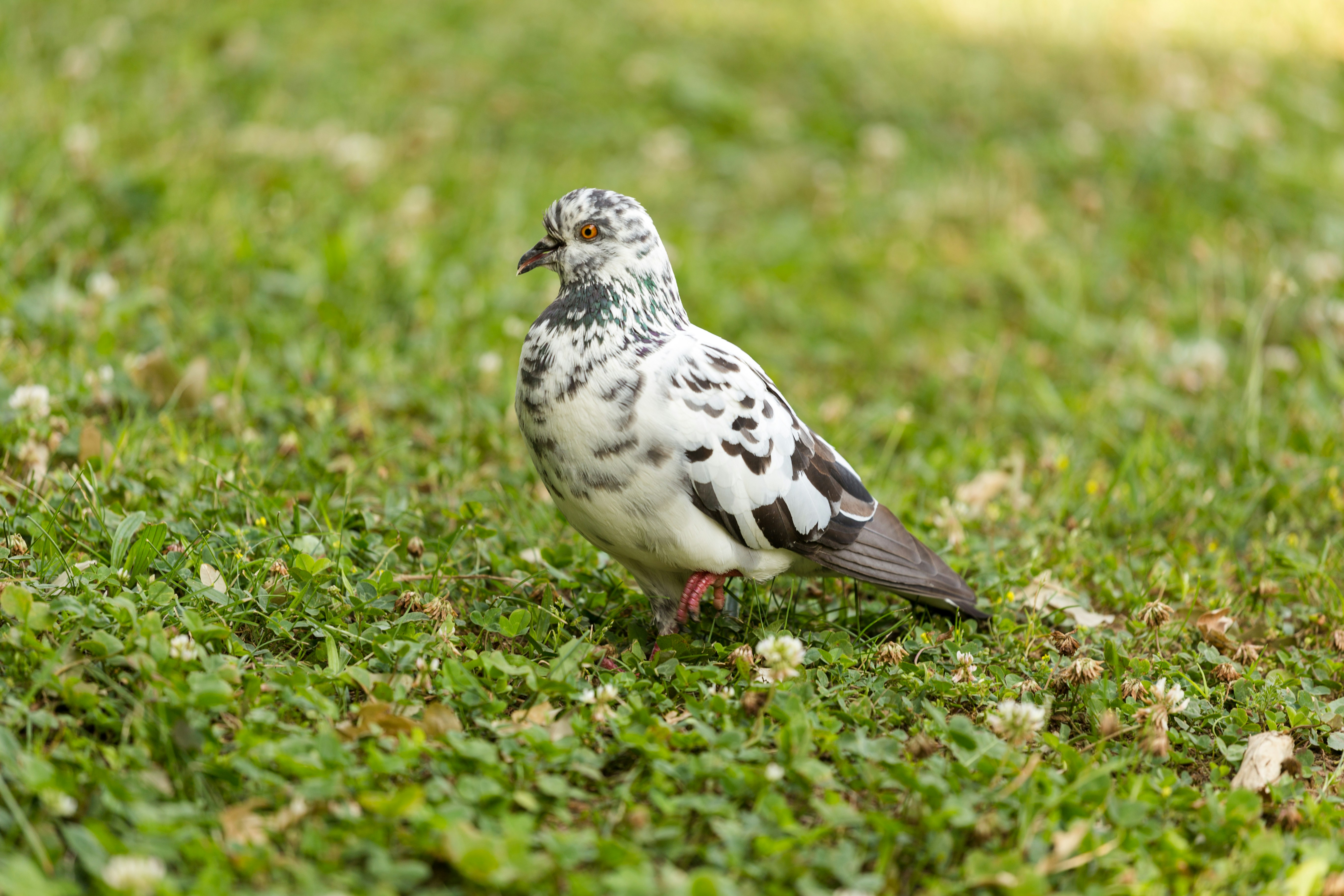 A striking pigeon with a mix of white and black feathers stands on a lush green lawn, showcasing its unique plumage against a natural backdrop.